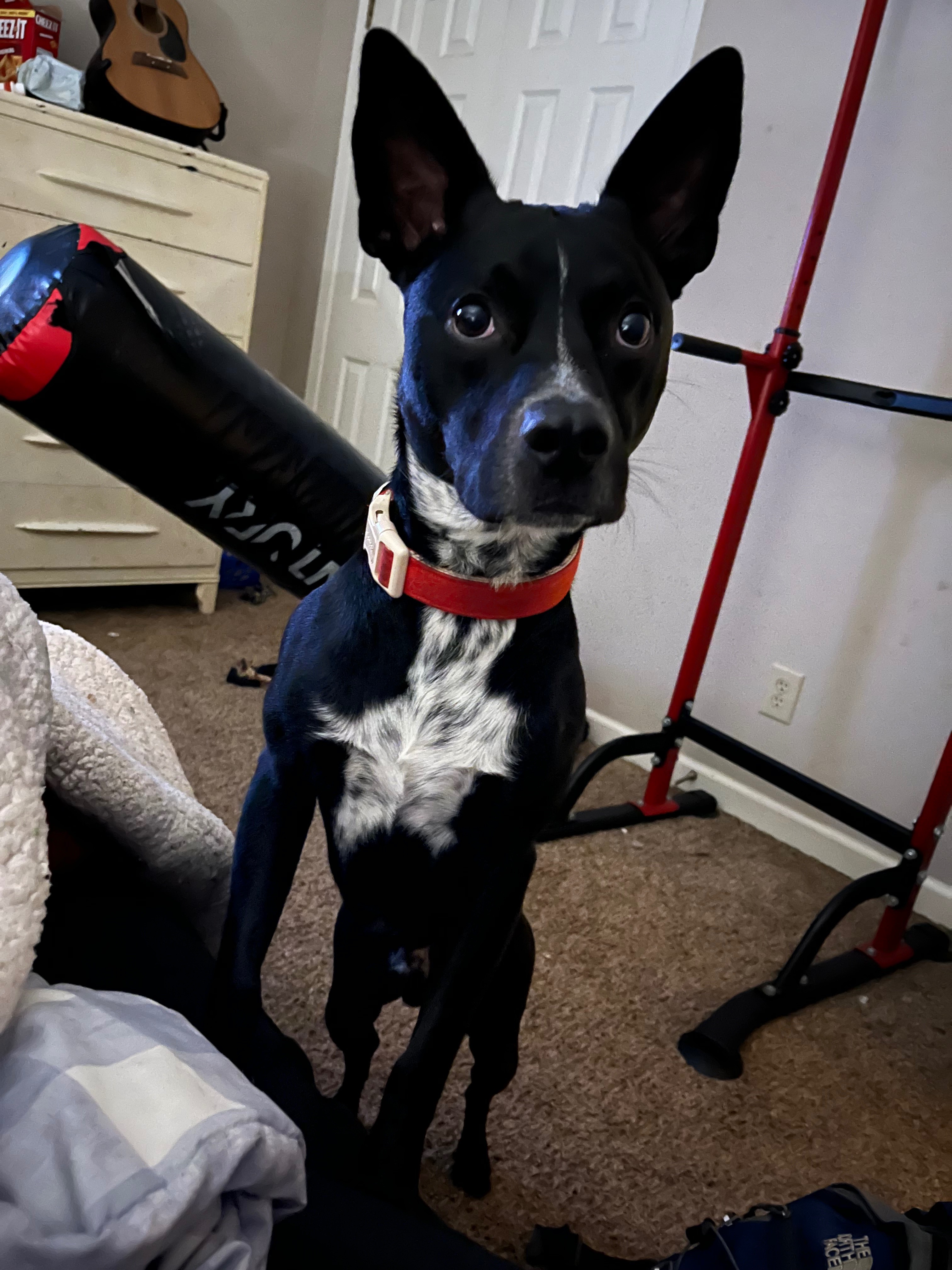 Fundraiser by Owen Bennett : Save Jimmy’s leg