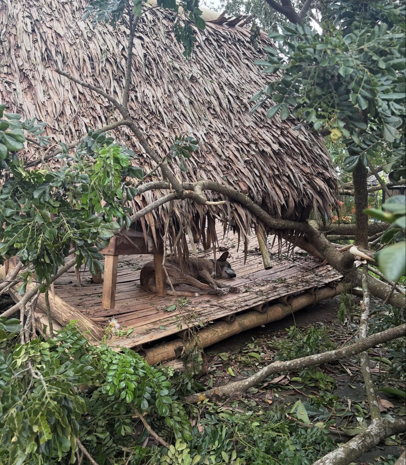 Fundraiser by Klent Almario : Help support Negros Island after Typhoon Kalmaegi