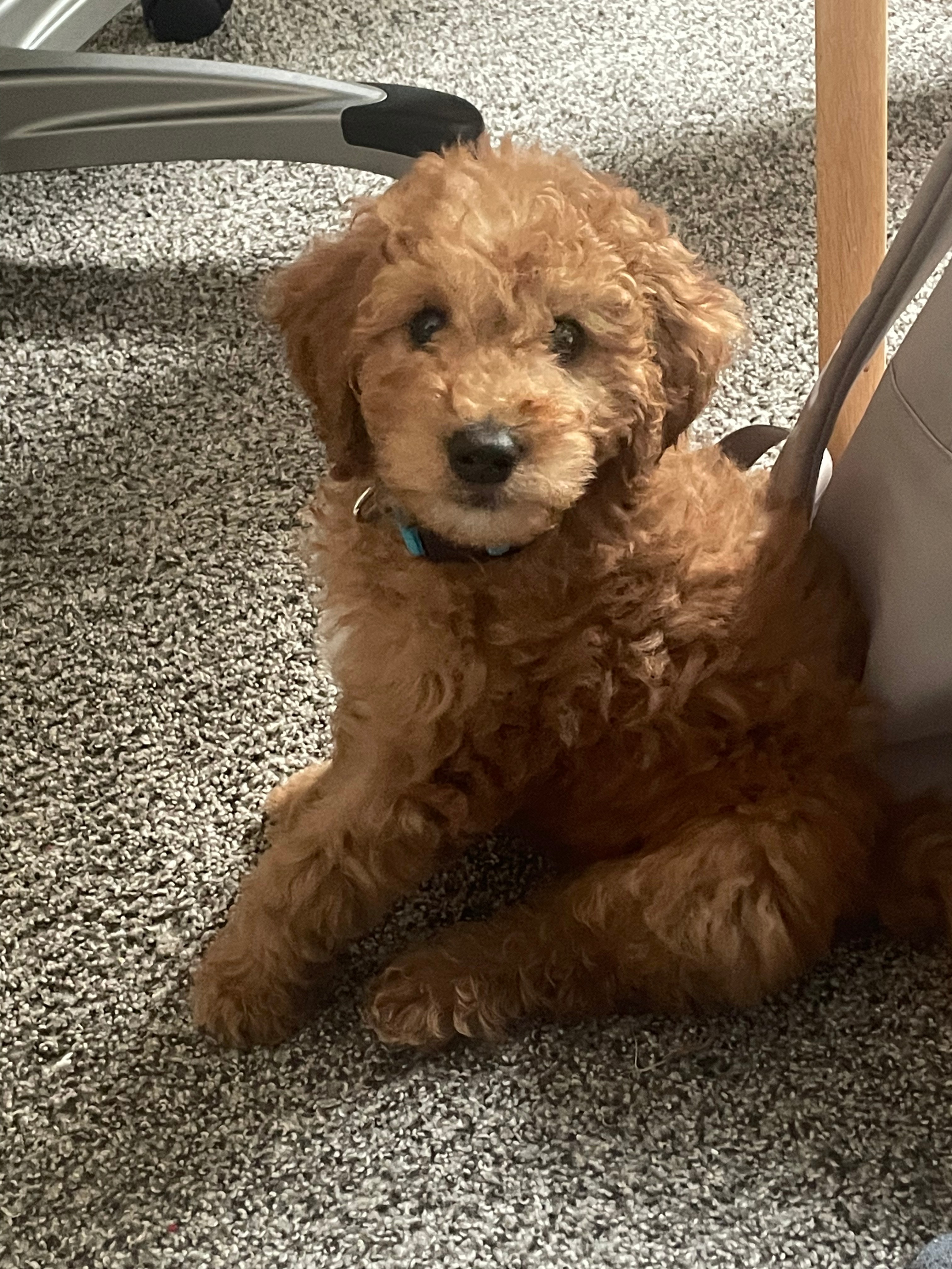 Fundraiser by John Anderson : Help Finley Recover from Emergency Surgery