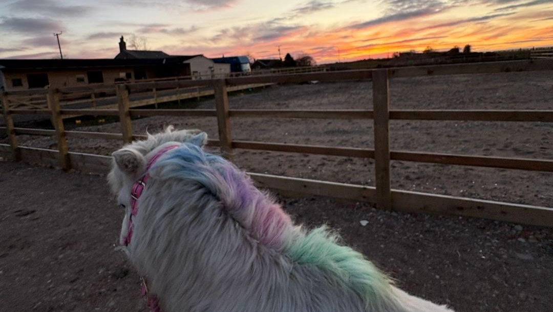 Fundraiser for Charlotte Appleton by Libby Davy : Help build Dandelion ...