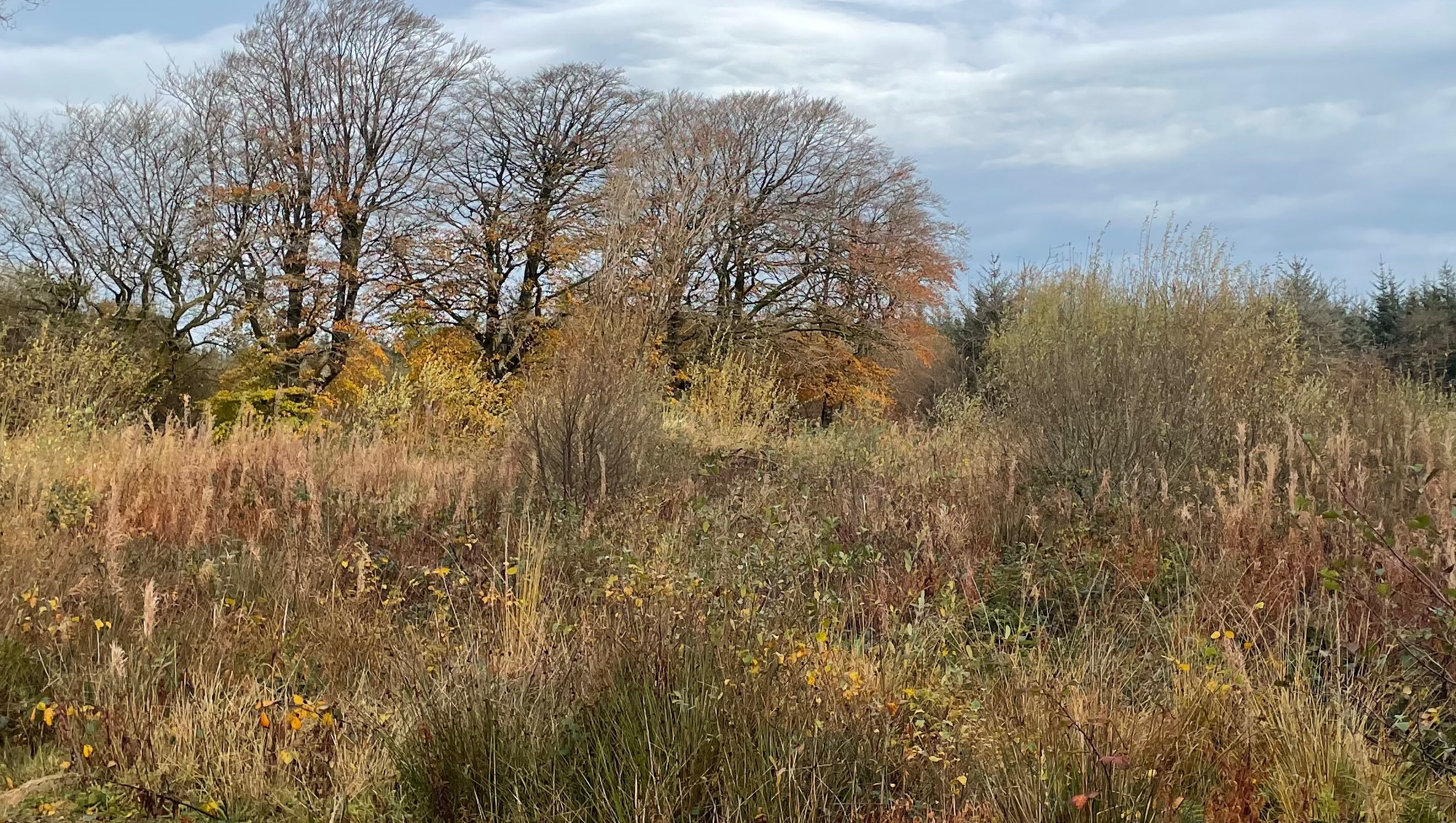 Fundraiser by Lesley Clare : Help Plant a New Broadleaved Woodland for ...