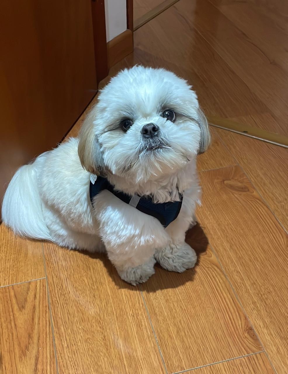 Fundraiser by Sarah R : Help Sarah Bring Milo Home to the USA