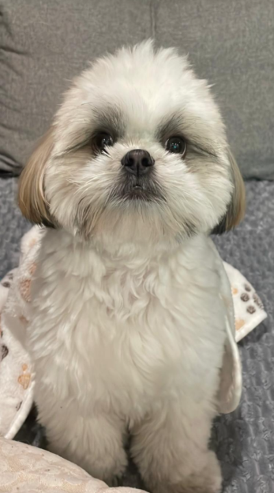 Fundraiser by Sarah R : Help Sarah Bring Milo Home to the USA