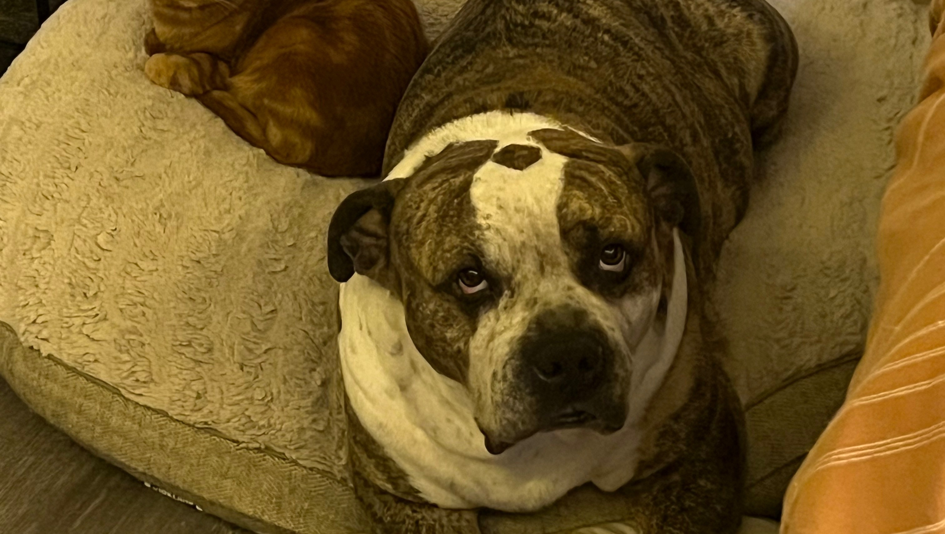 Fundraiser by Melissa stemen : Help Melissa Save Duke: Urgent Vet Care ...