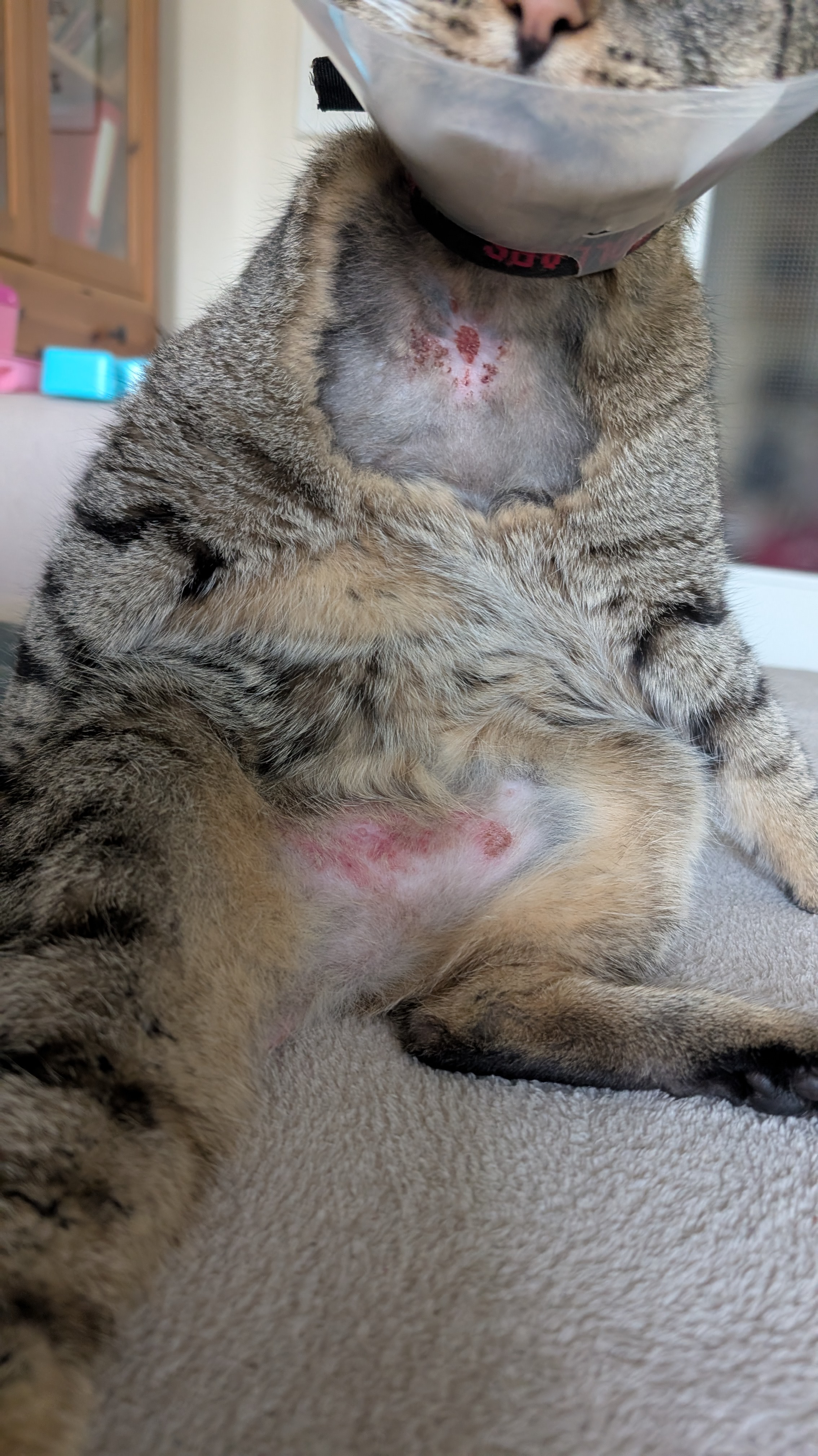 Fundraiser by Jaqueline Ehrlich : Tierarztkosten decken für ...