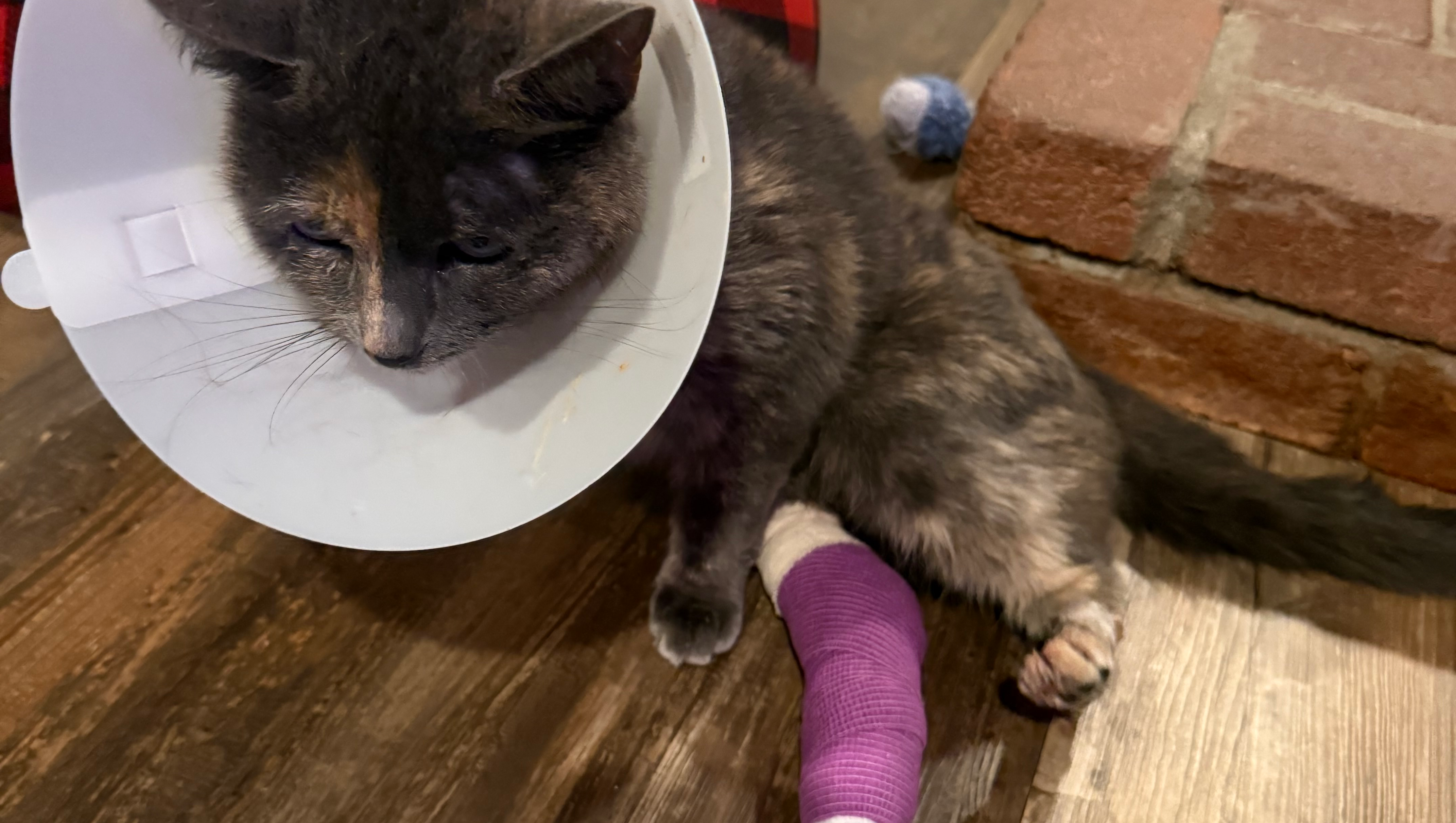 Fundraiser by maddie cherry : Support Nebula's Healing Journey