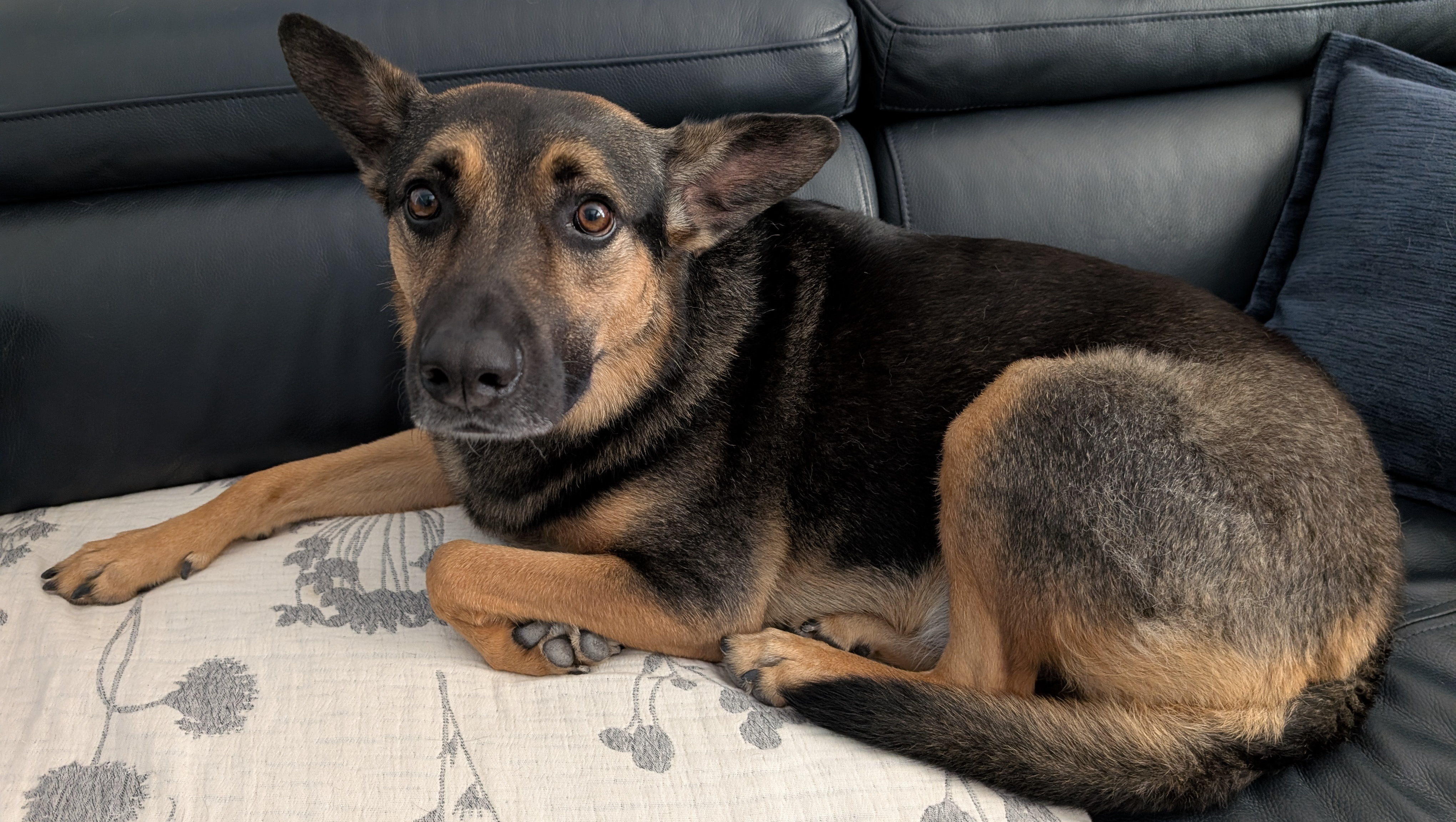 Fundraiser by Chris L : Help Blitz the Dog Walk Again After IVDD Spinal ...