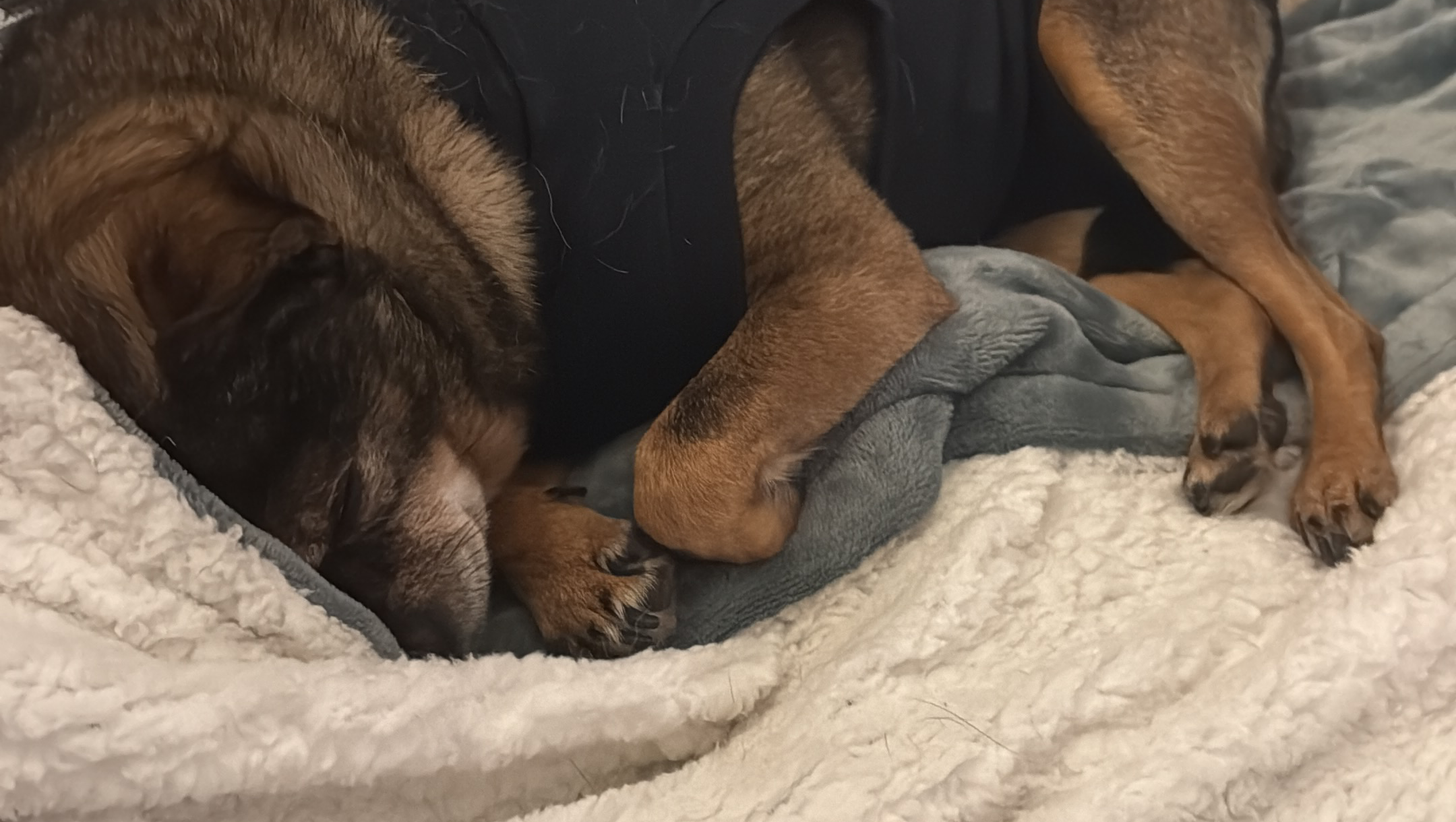 Fundraiser by Patricia Bhalla : Hilfe für meinen Hund Loui - OP