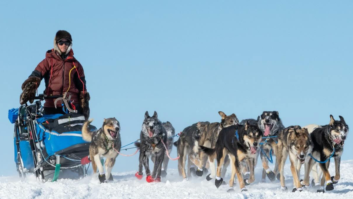Fundraiser for Sam Paperman by Sarah McManus : Sam & The Sled Dogs ...