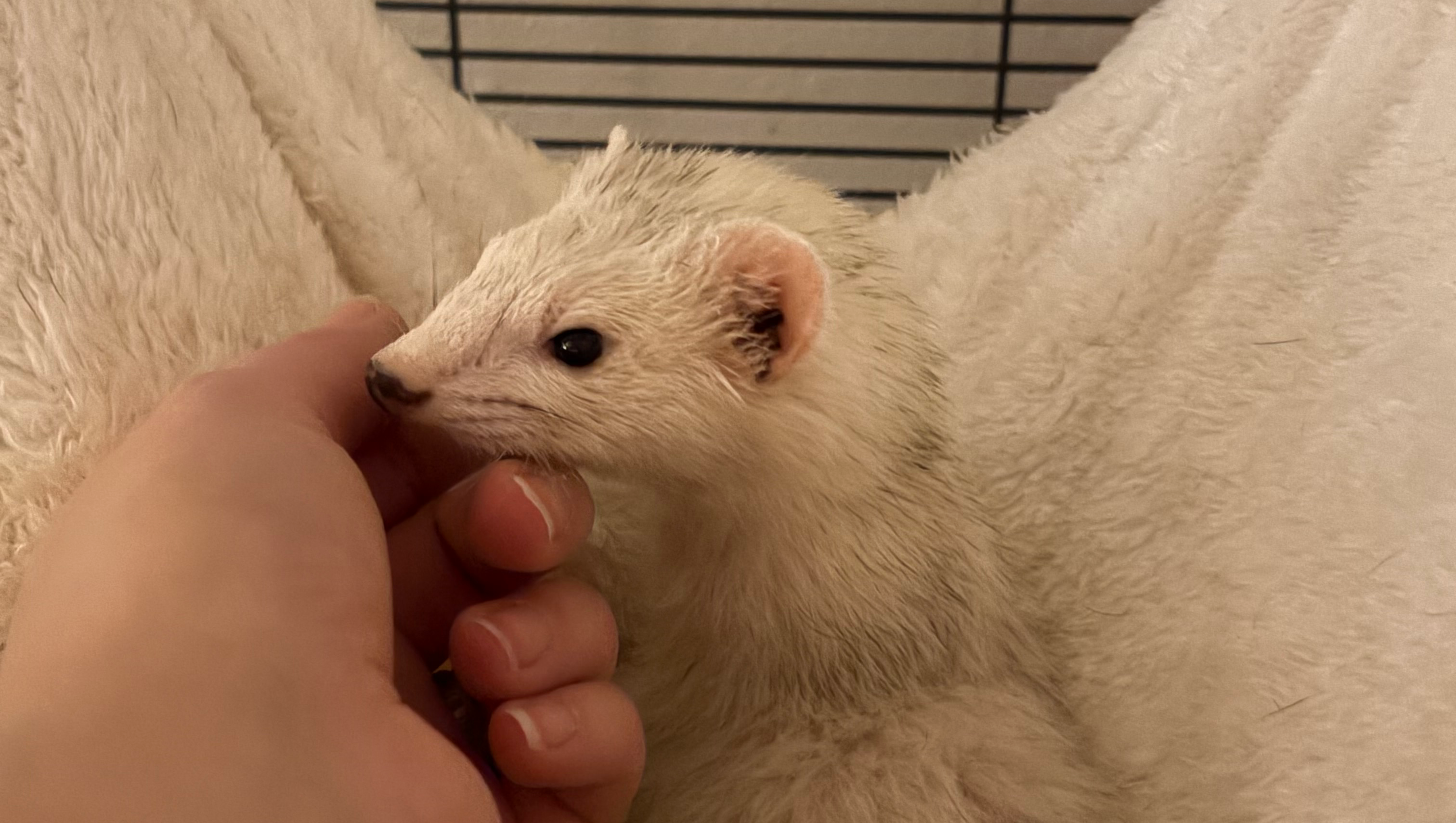 Fundraiser by Tiesha Mayr : Support Waffles' Urgent Surgery