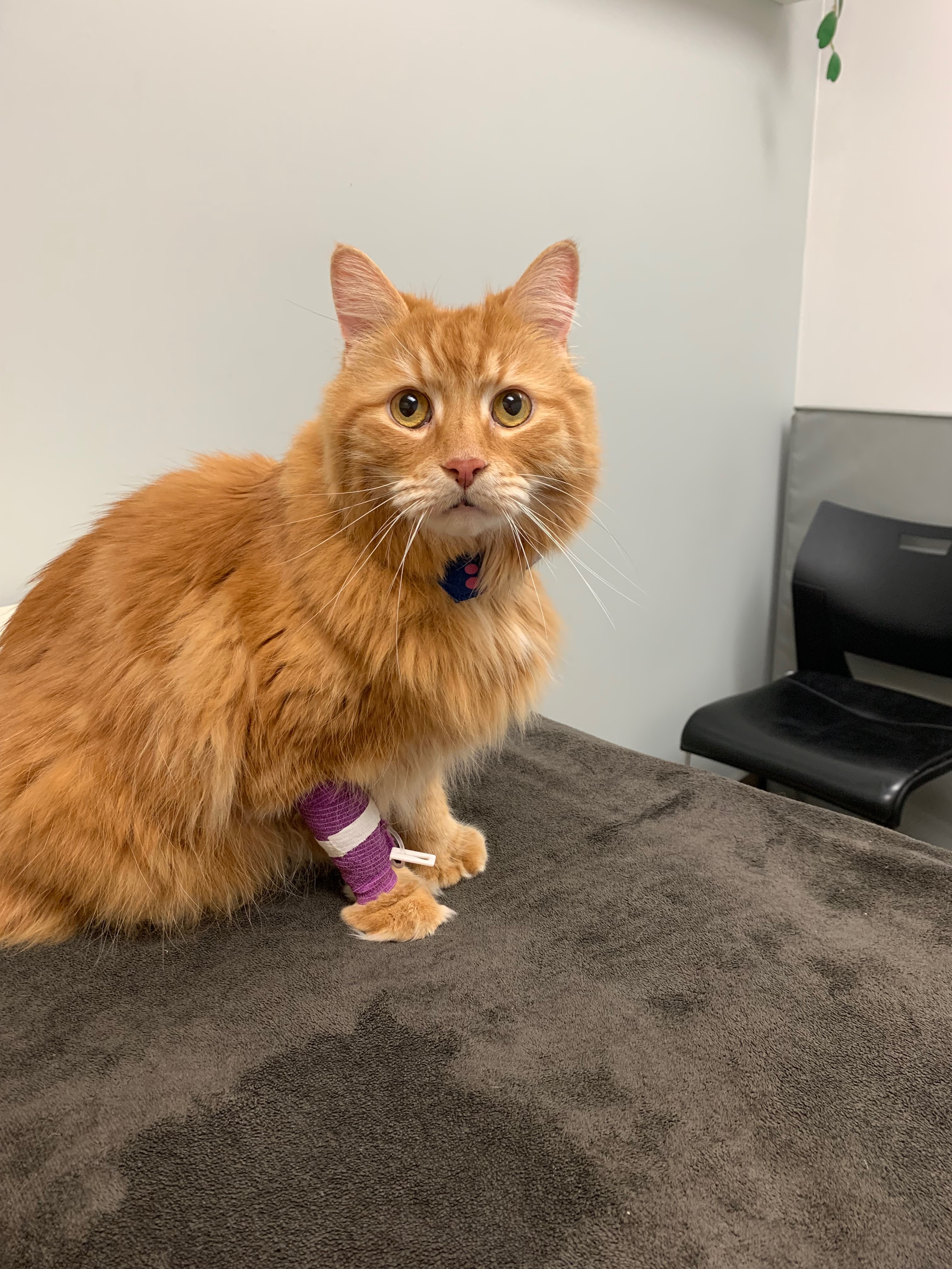 Fundraiser by Valerie Lacoste Major : Aidez moi à sauver Arthur