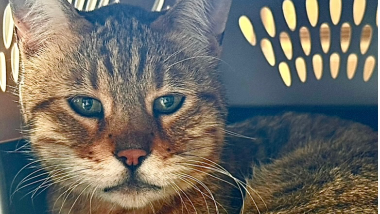 Fundraiser by Triss McQuiston : Found Cat. His name is SIMBA. Medical ...