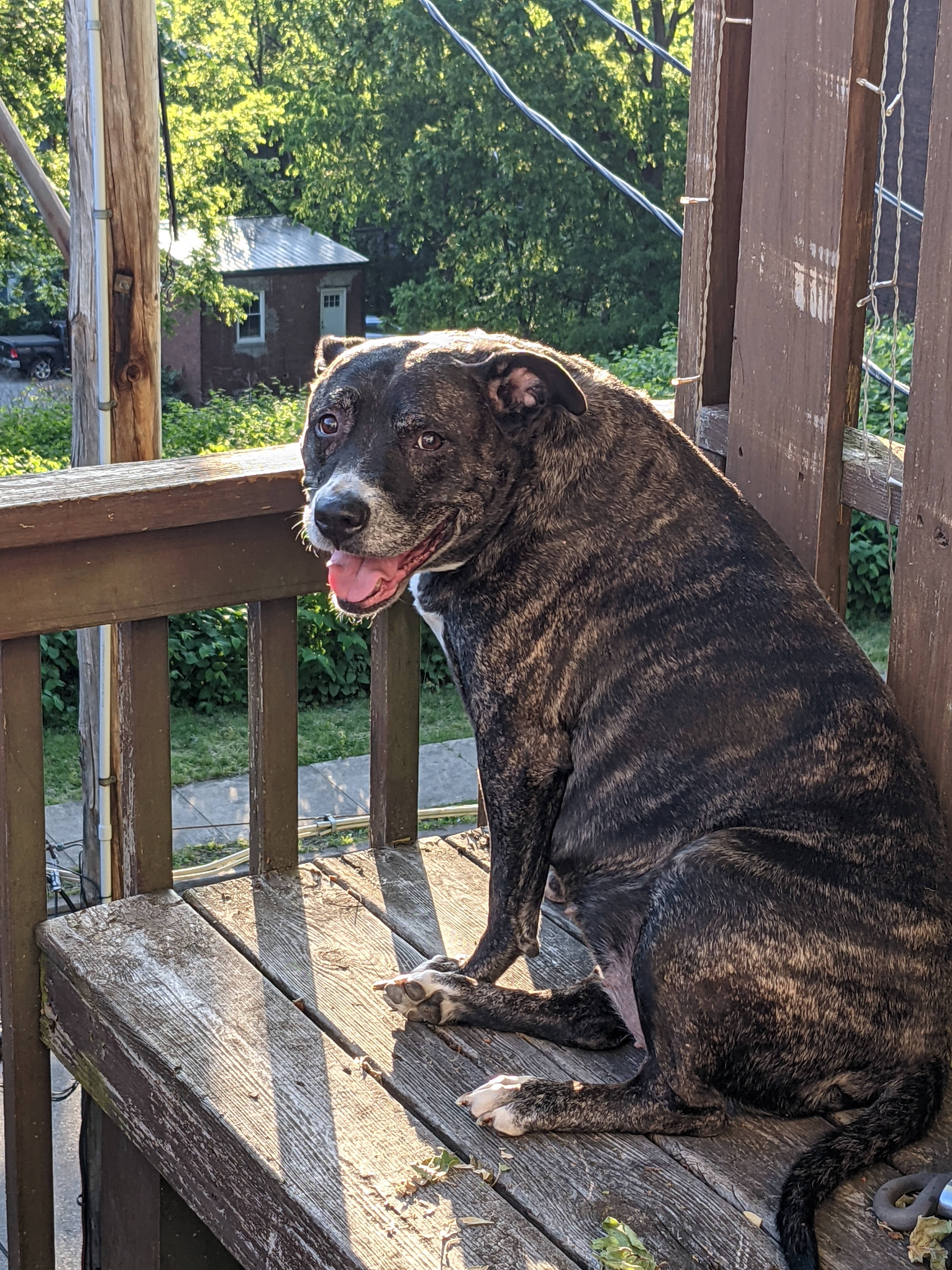 Fundraiser by Shane Collins : Donate to Save Queen's Life