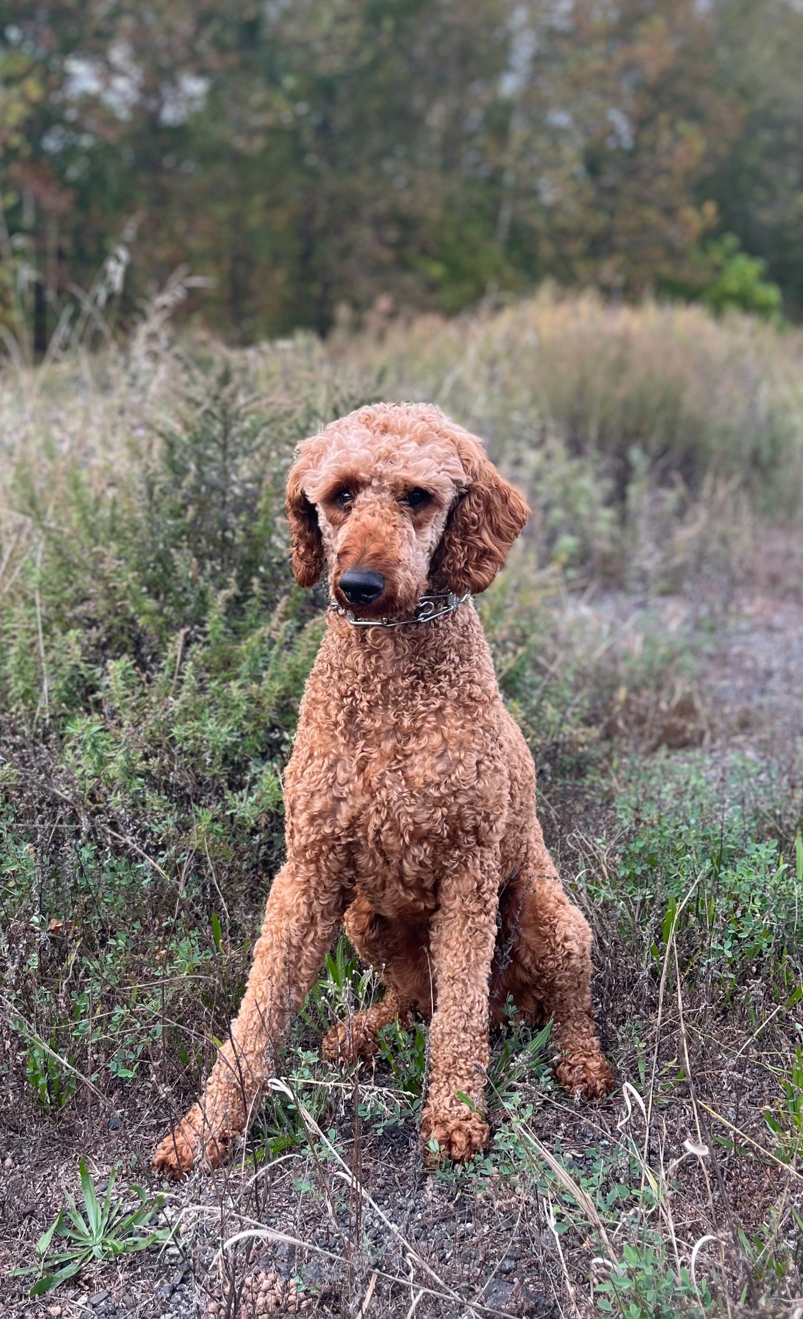 Fundraiser by Cole Callahan : Help Kodi Recover from Hit and Run Injuries