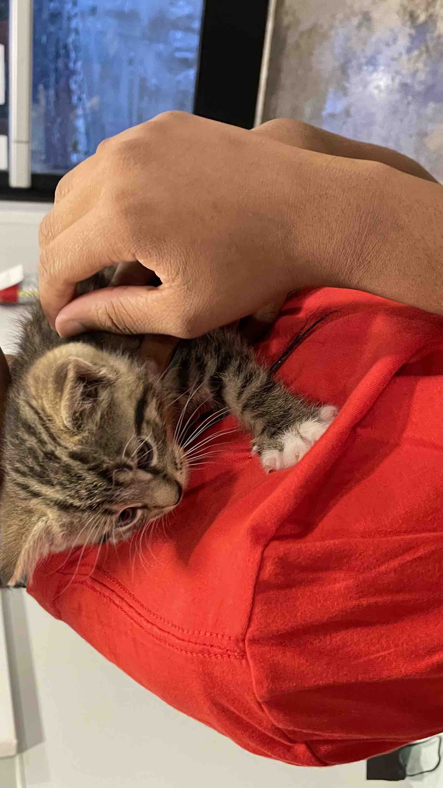 Fundraiser for Rebecca Bowers by Cydney Jones : Support a Future Vet ...