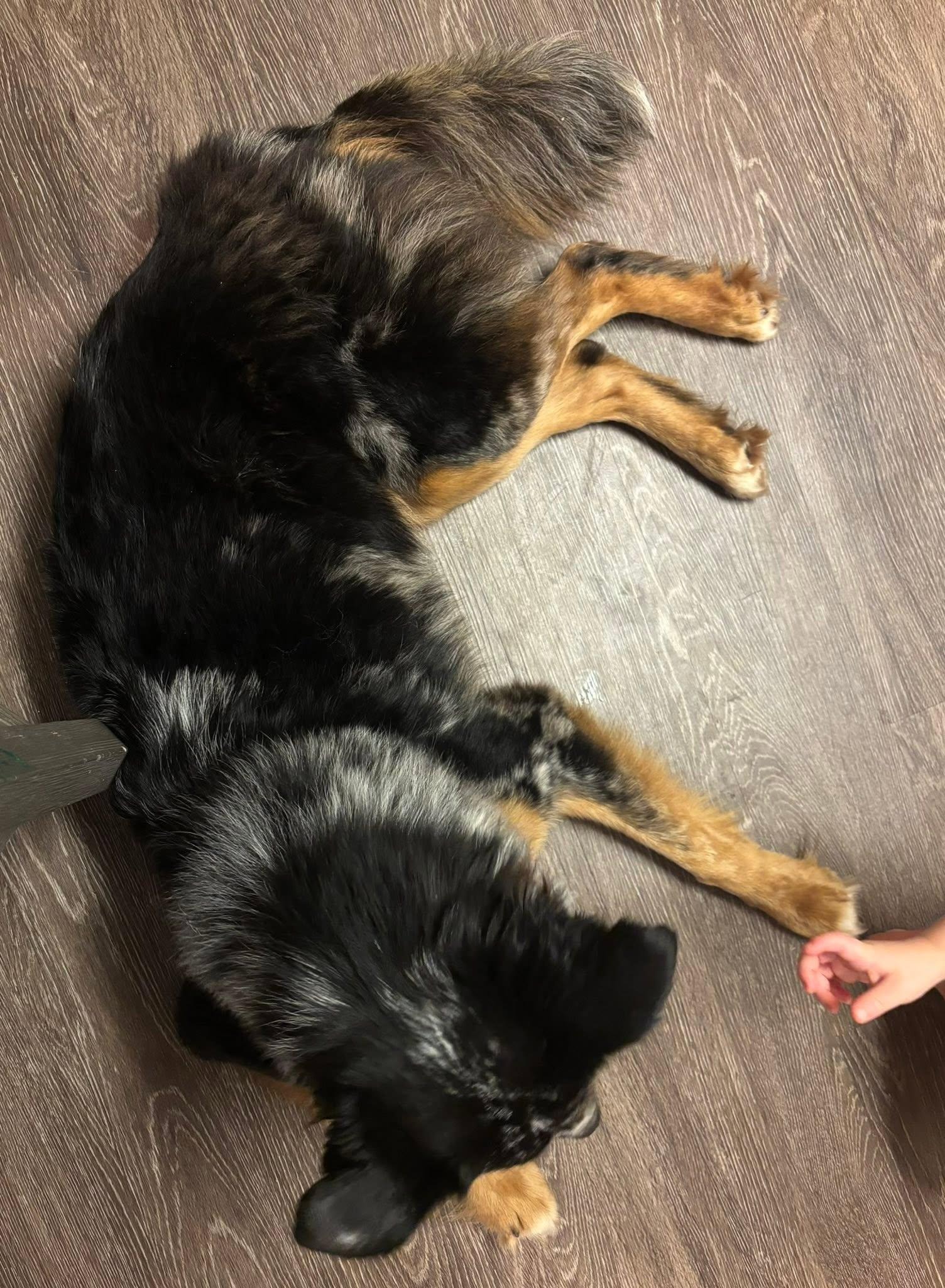 Fundraiser by Beverly Clark : Save Bandit: Urgent Medical Help Needed