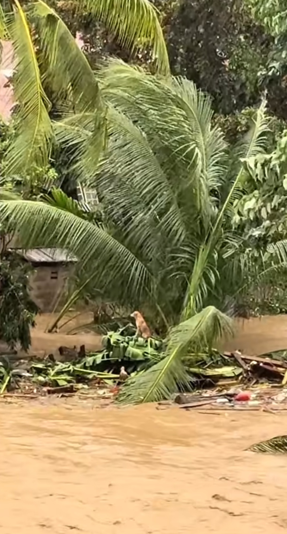 Fundraiser by Inna Lopez : Typhoon Tino — Cebu Relief