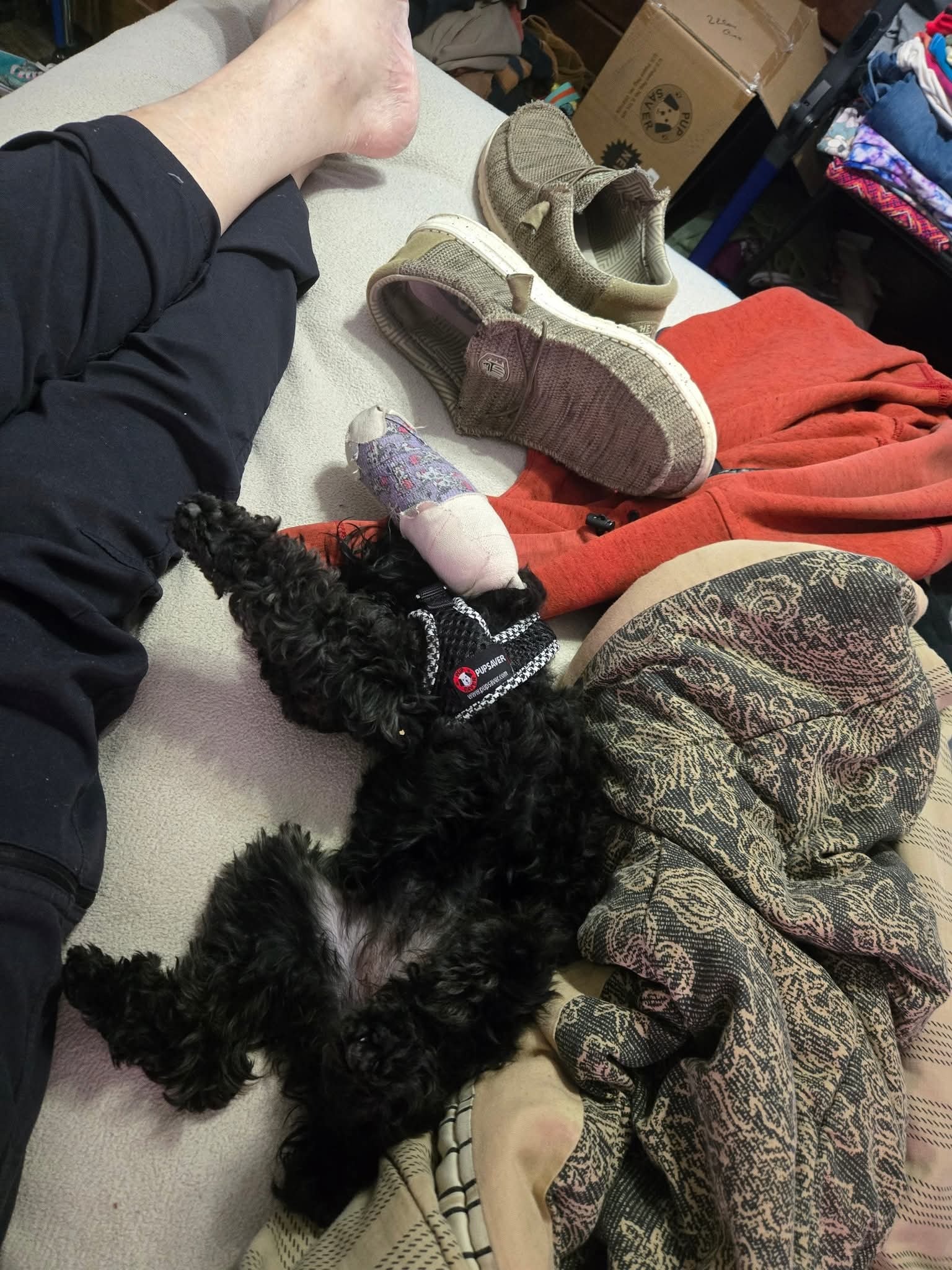 Fundraiser by Annette Canfield-Grove : Support Raven's Journey to Recovery