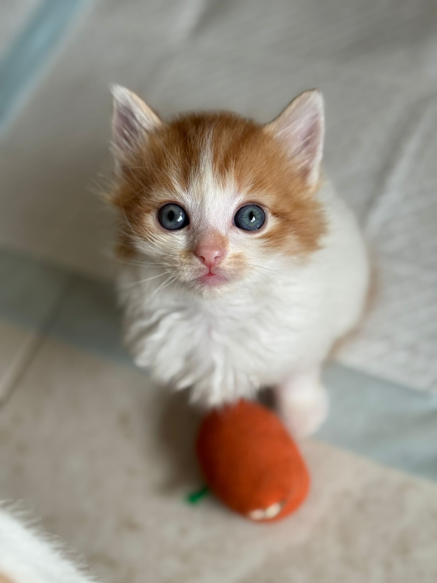 Fundraiser by Louise Chick : Rachel's Rescues - Kittens!