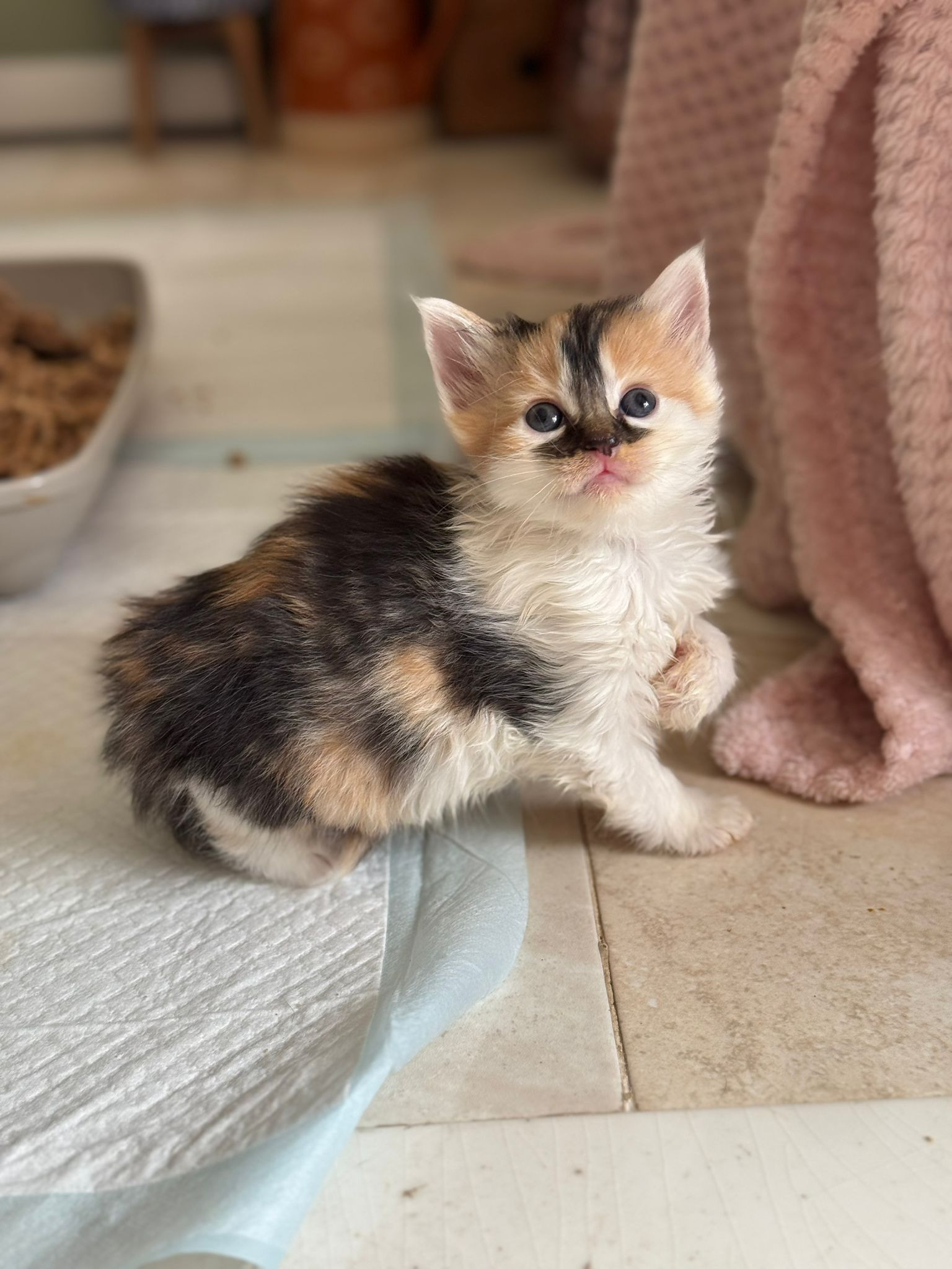 Fundraiser by Louise Chick : Rachel's Rescues - Kittens!