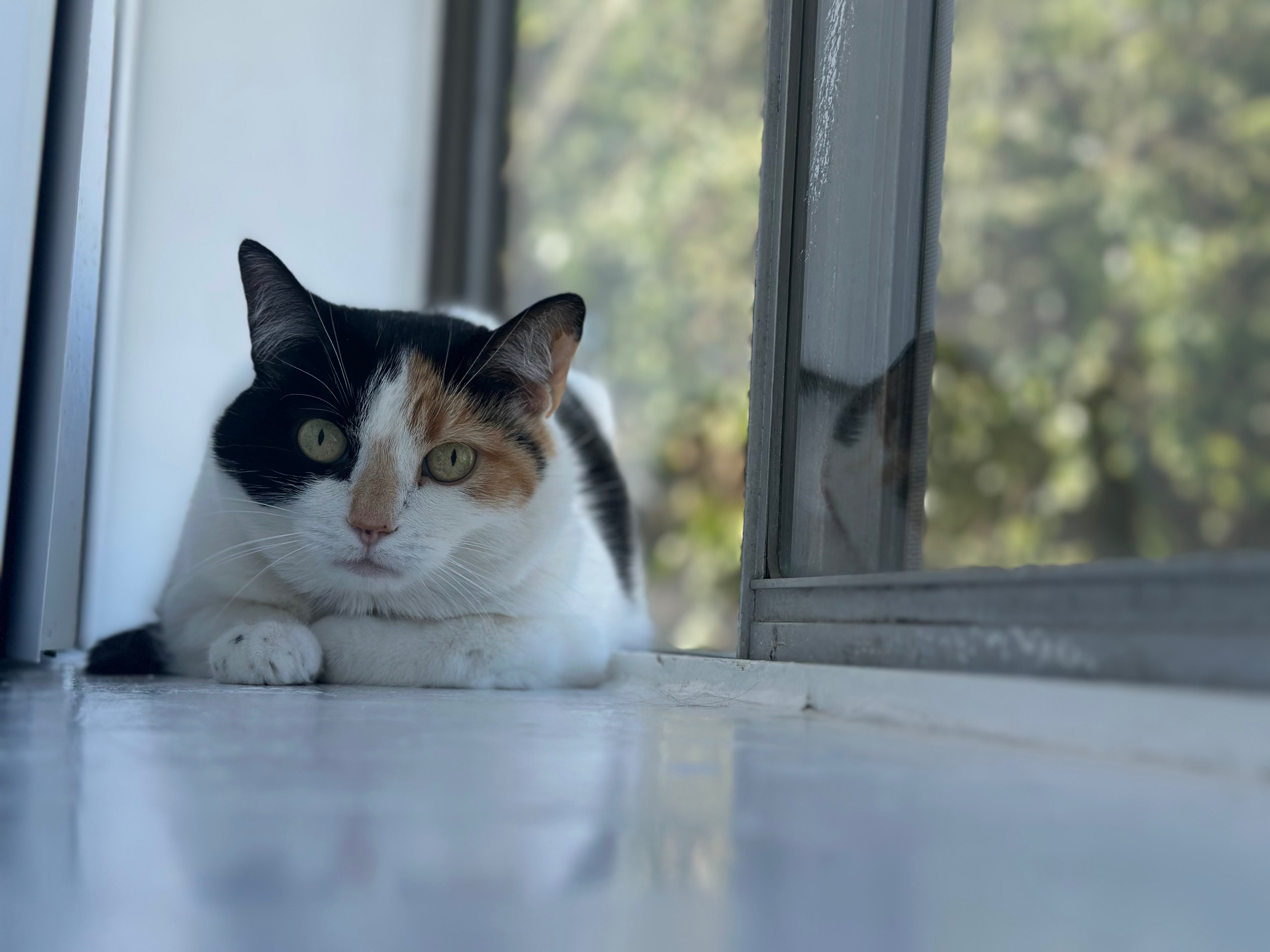 Fundraiser by Talisa Menchaca : Save Charlie's Pet Services: Help Us ...