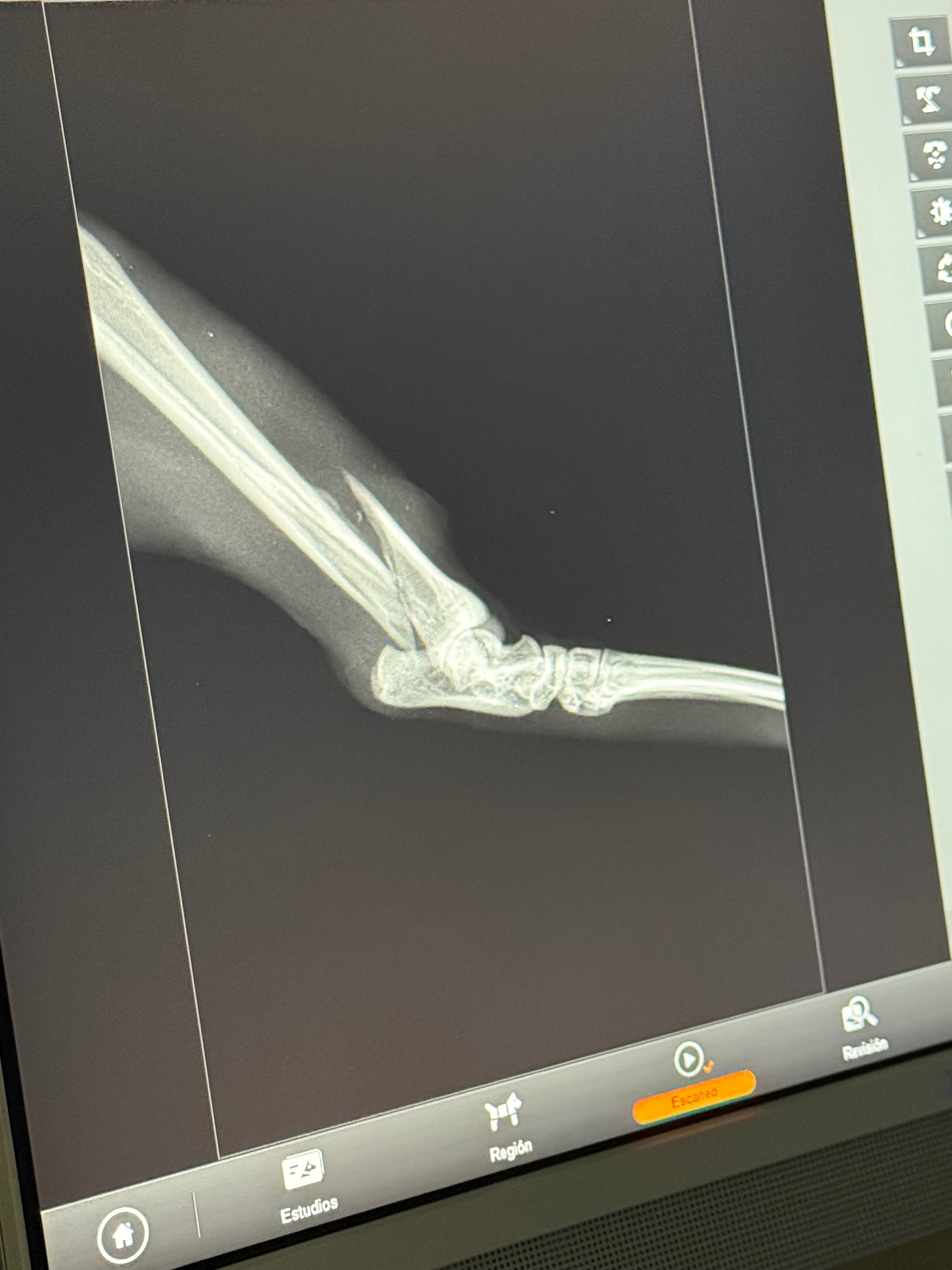 Fundraiser by Maria Vargas : Cirugía para Kay, gatita de la calle