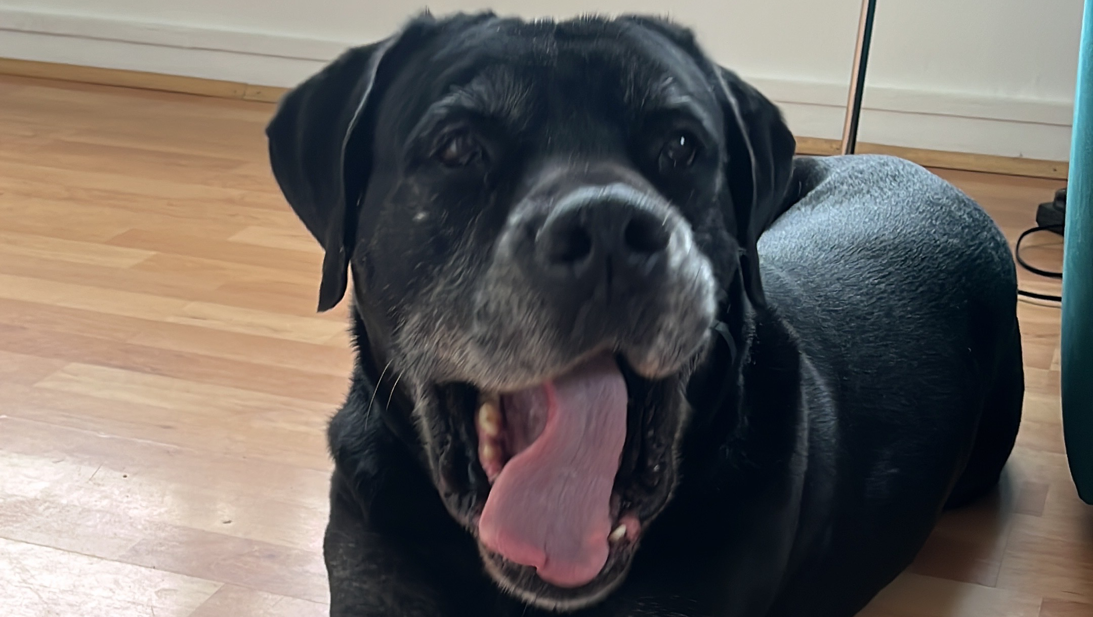 Fundraiser by Jules Jara : Bring Kane Home — A Rescue Dog’s Final Chapter