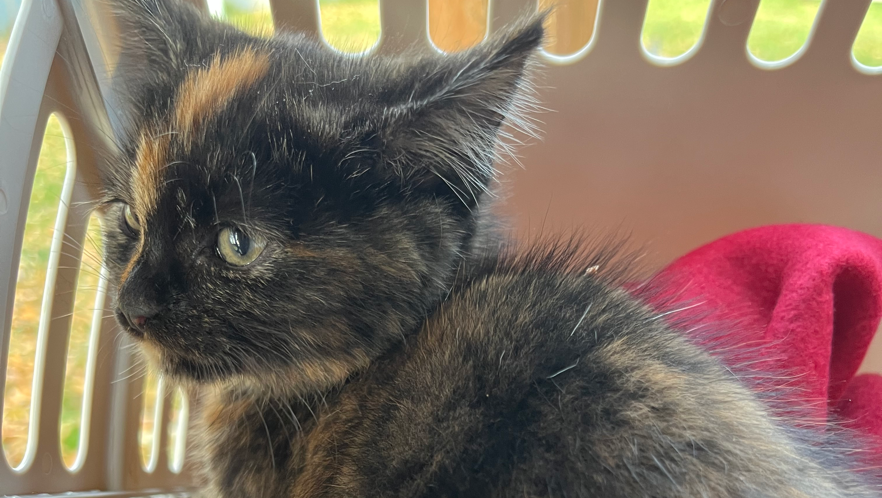 Fundraiser by AnicaRae Ferguson : Support TNR Efforts for Local Cats