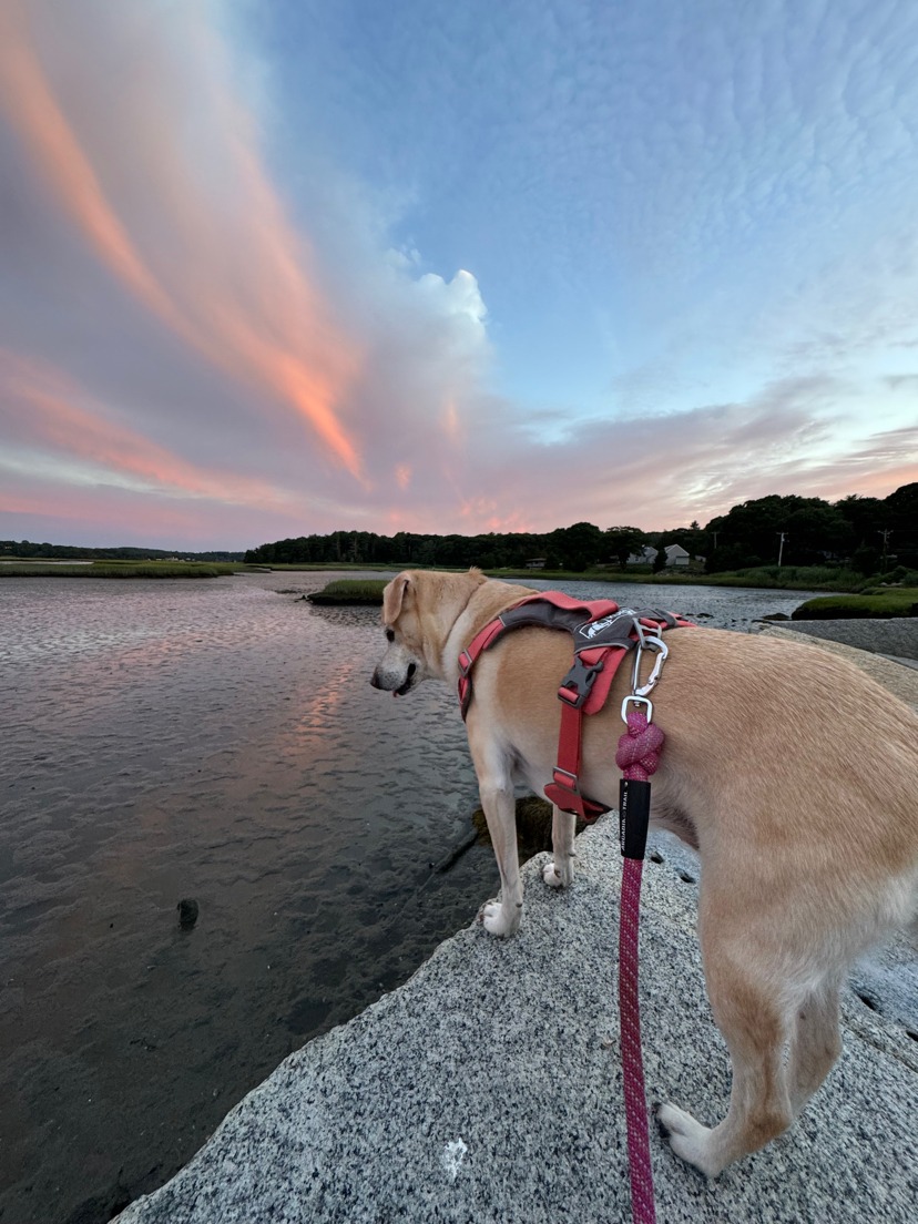 Fundraiser by Erin Coates : Help Pup Get Critical Vet Care