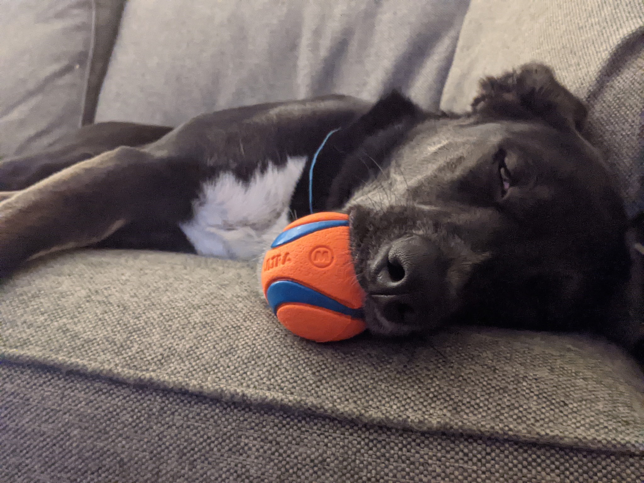 Fundraiser by Cecilee McC : Two Dogs, Two Surgeries, One Loving Family in Need