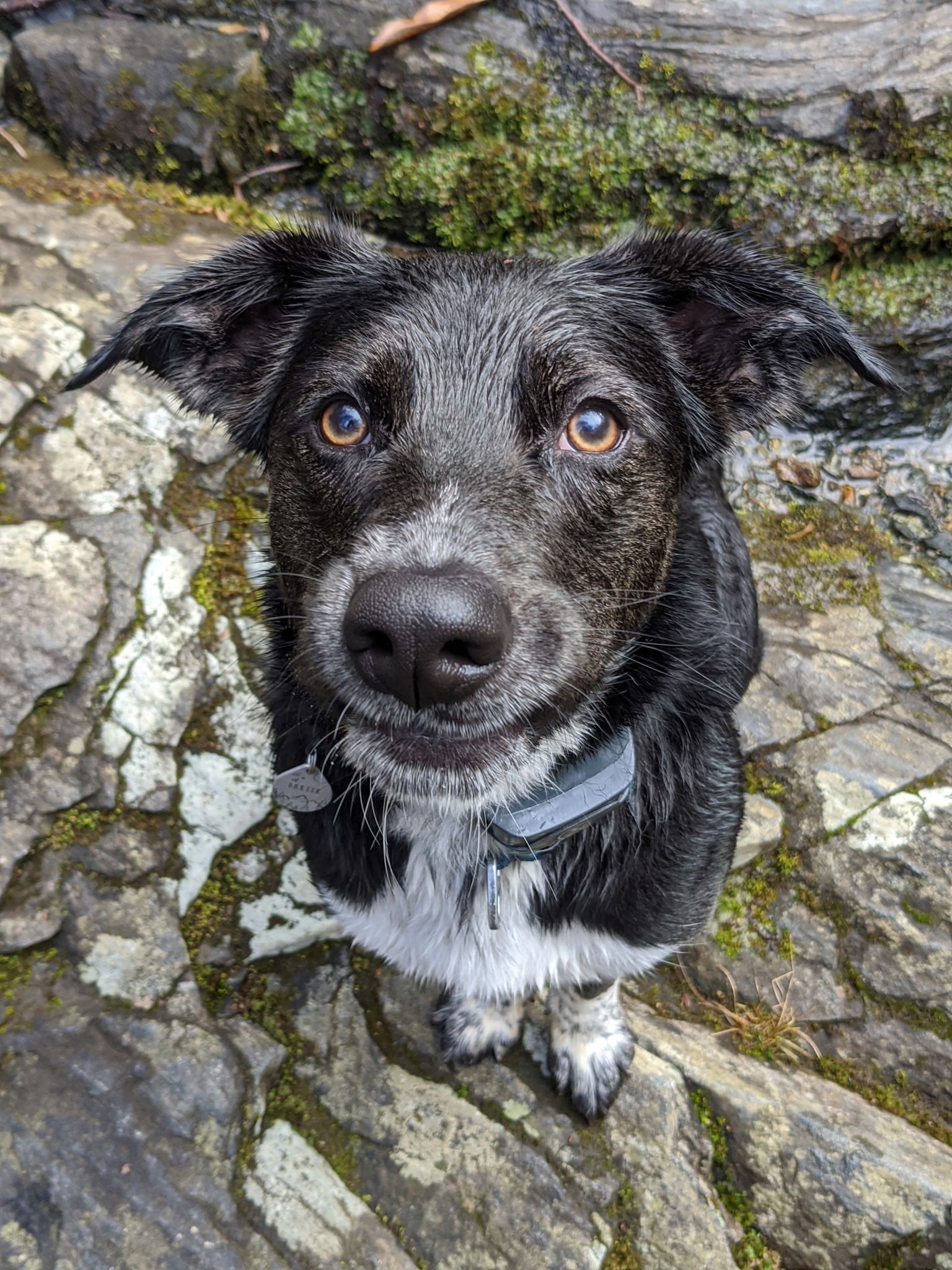 Fundraiser by Cecilee McC : Two Dogs, Two Surgeries, One Loving Family in Need