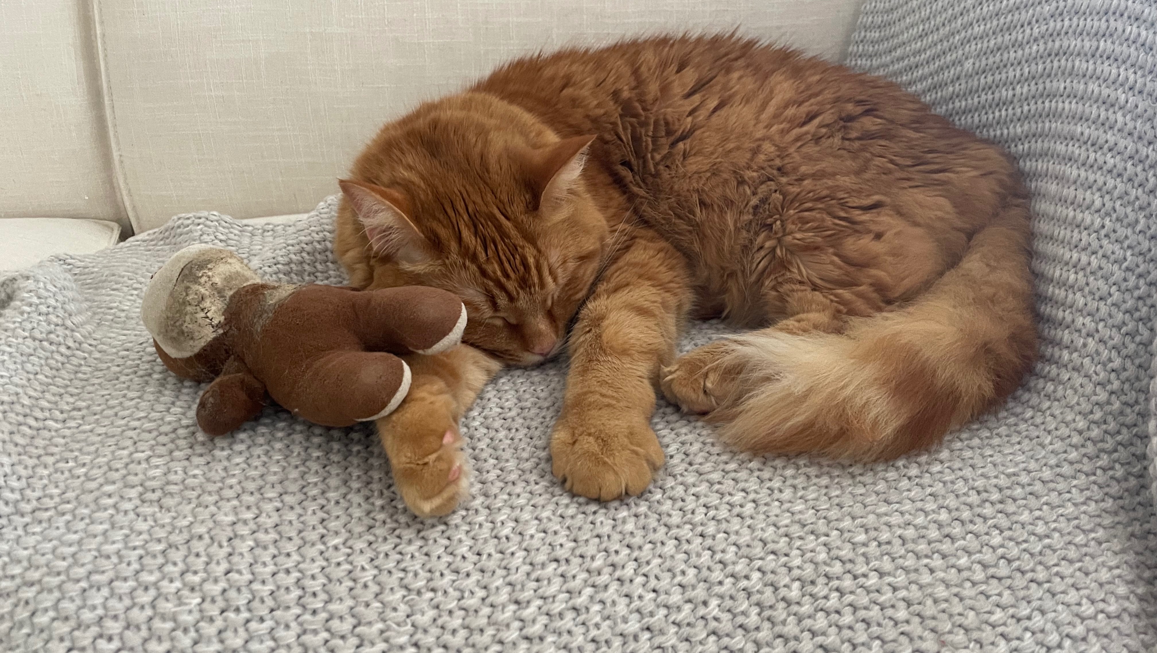 Fundraiser by Christopher Hollick : Help Save Hobbs – Our 3-Year-Old ...