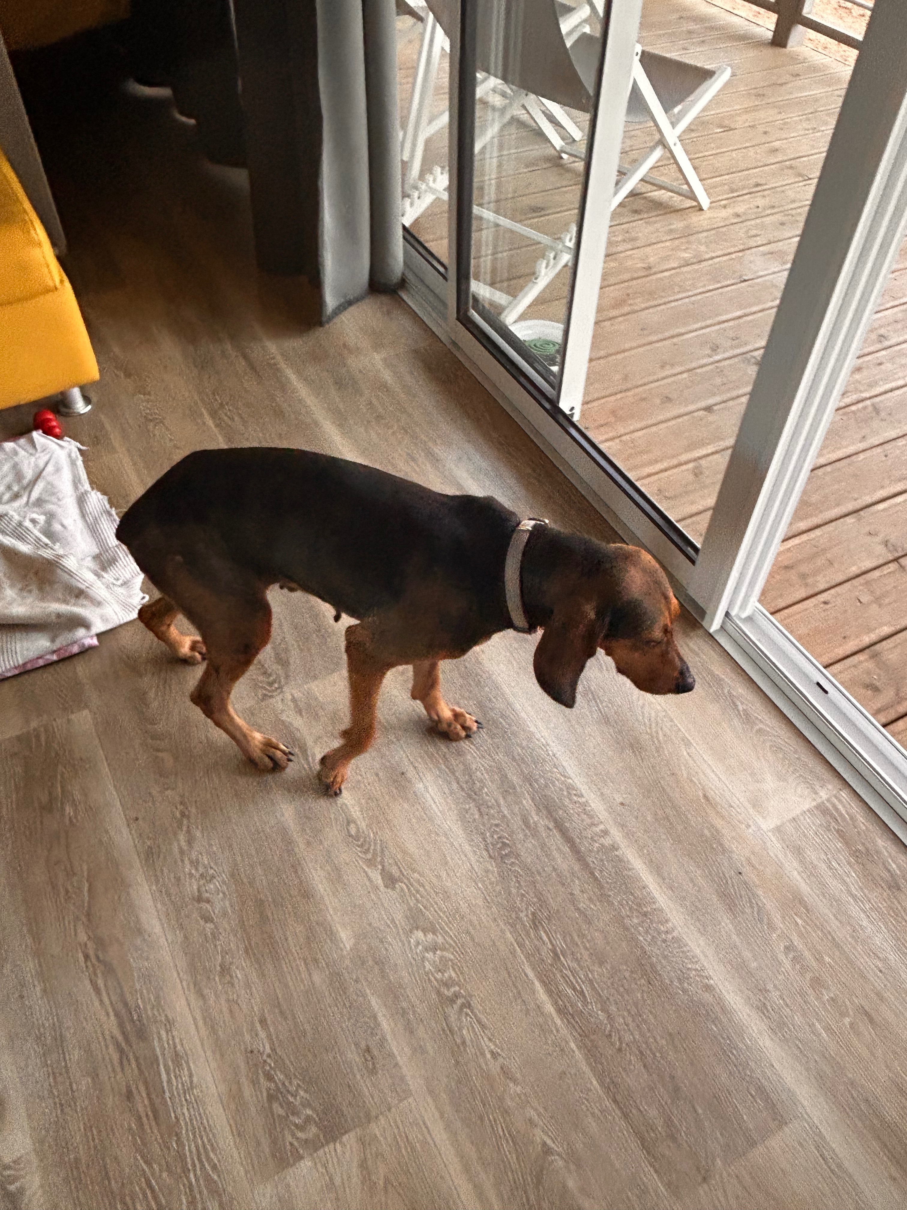 Fundraiser by Roberta Torchio : PILÚ….Cane segugio salvata e la ...