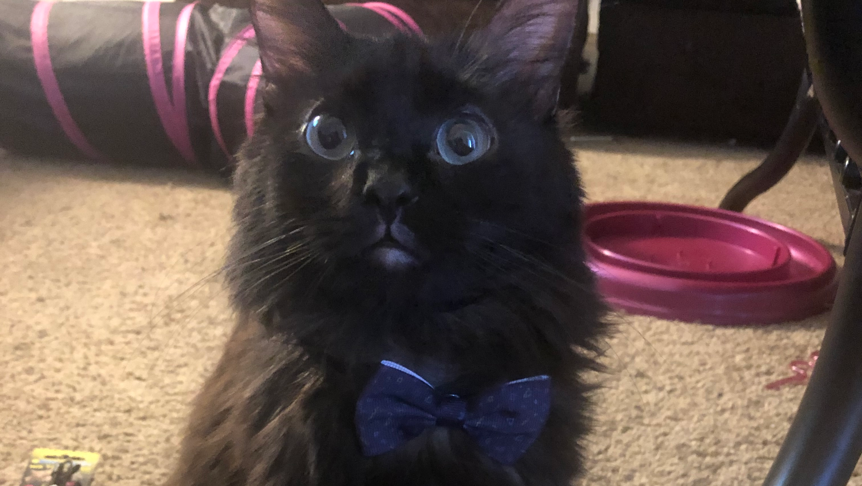 Fundraiser by Alexa I : Help Sinatra with his Nasal Cancer after Owner ...