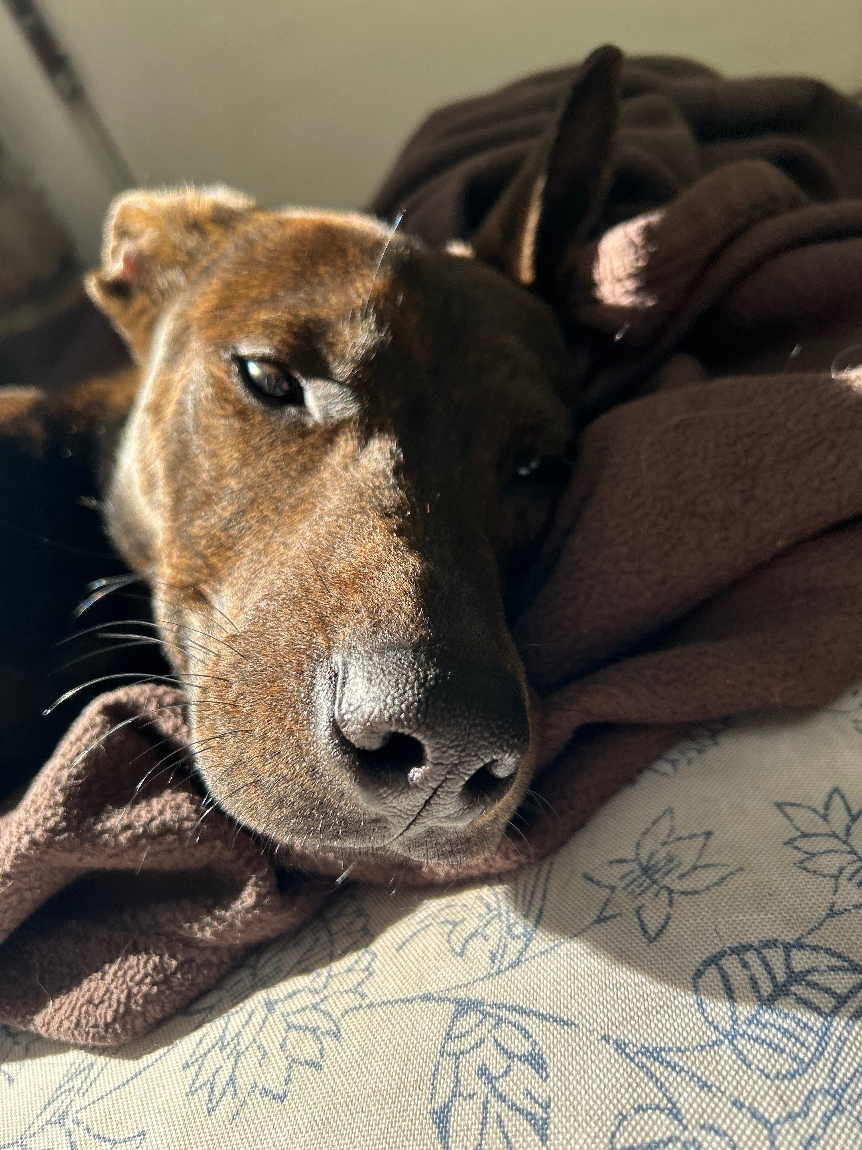 Fundraiser by Jessica Stucker : Help Bingo Heal and Find a Forever Home