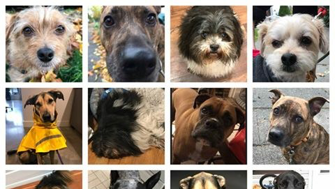 Fundraiser by Priscilla Bell : Help Priscilla Save Her Dog Sanctuary