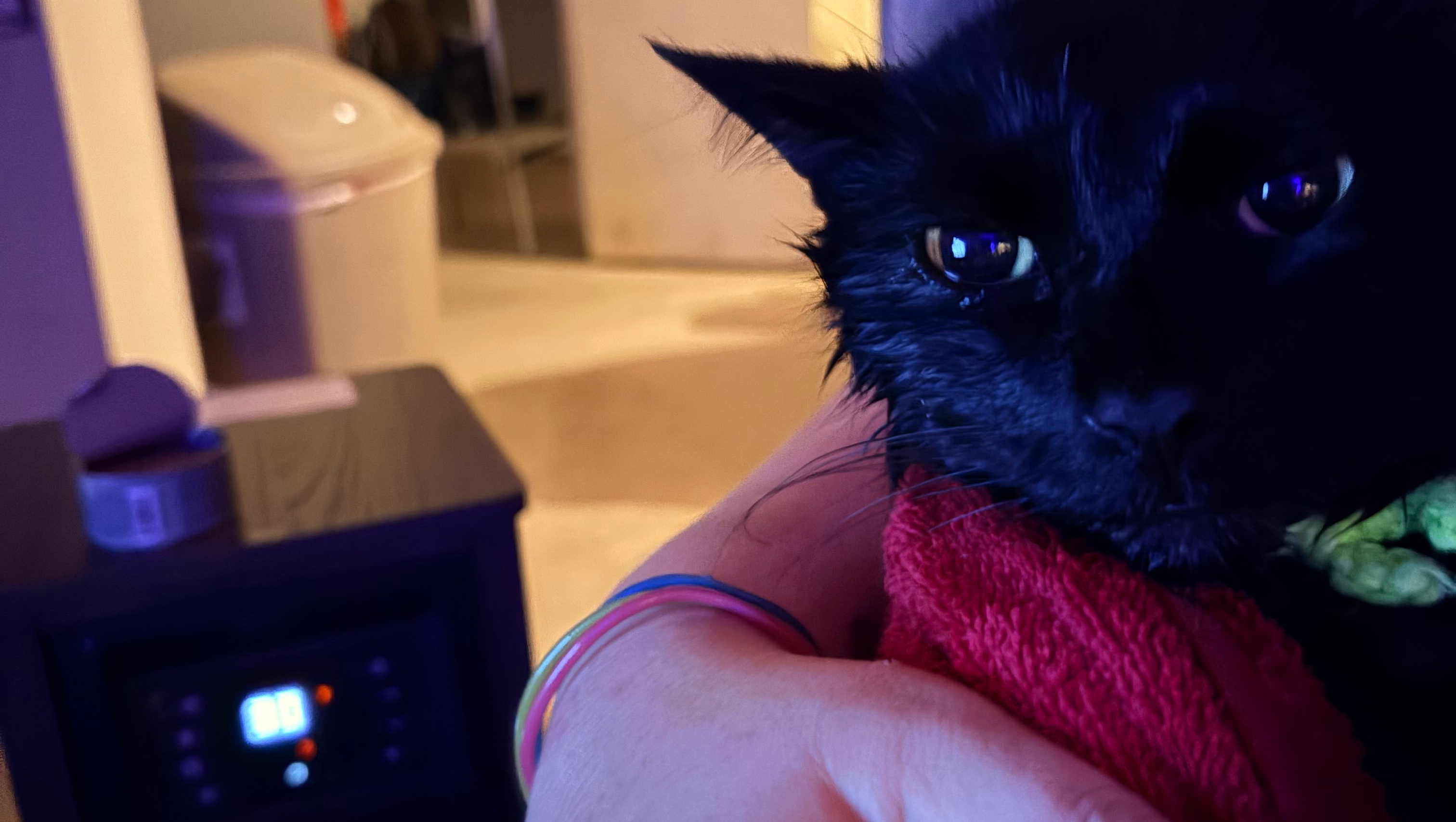 Fundraiser by Kayla Solari : Help Save Kayla's Cat from Medical Crisis