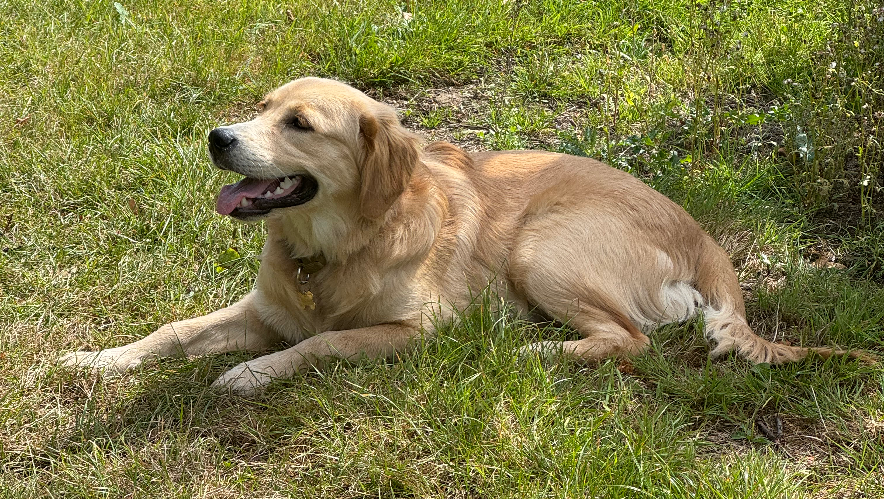 Fundraiser by Hollie Schleider : Cooper
