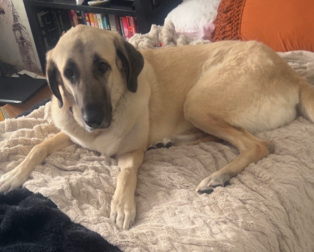 Fundraiser by Alaina Hille : Help Athena Fight Heartworm Disease