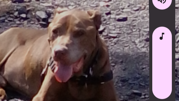 Fundraiser by Daniel Garguilo : Save Meatball from Freezing: Donate Now