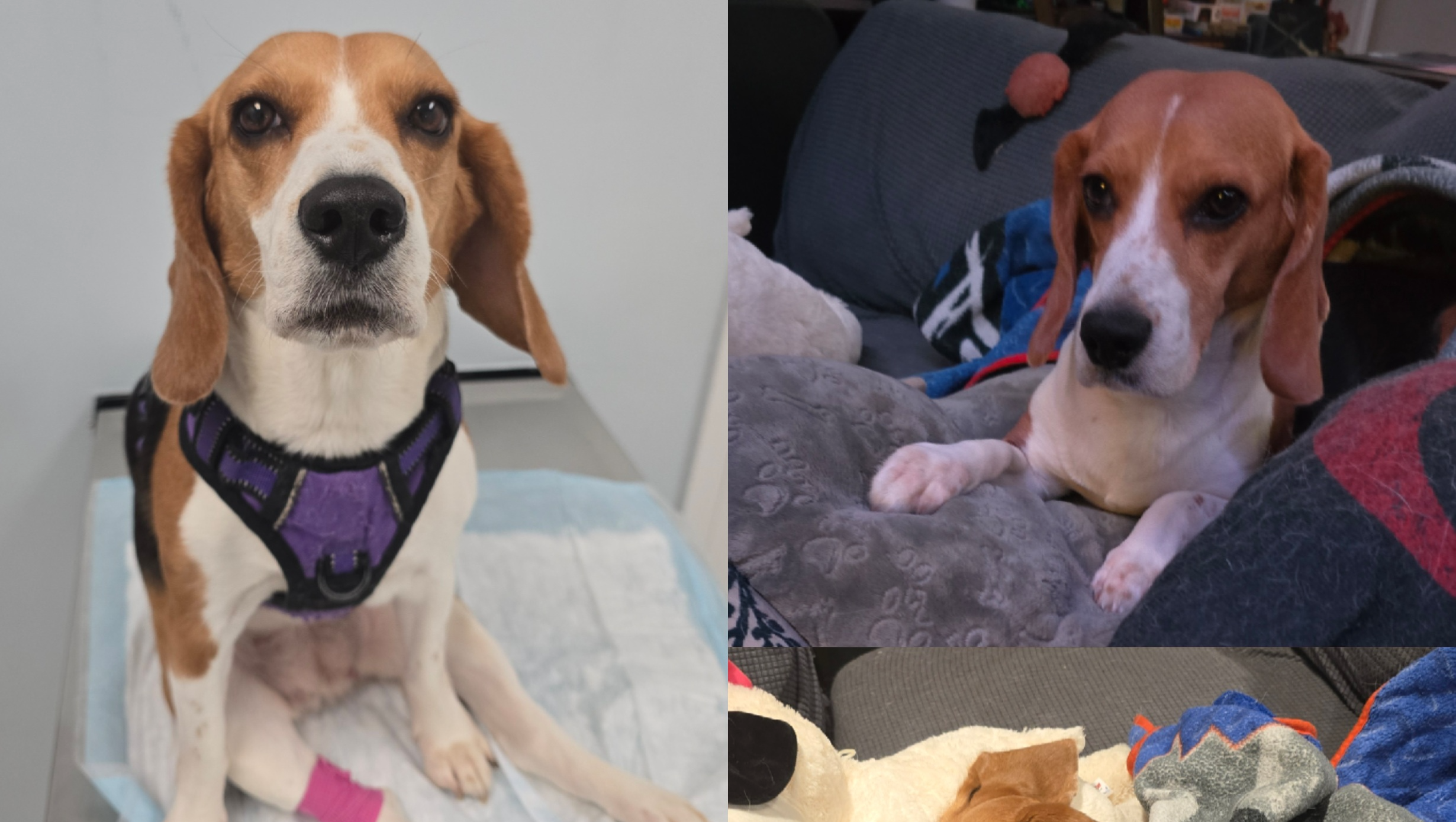 Fundraiser by Jenny Urbaez : Help Bella Stand, Walk, and Wag Again