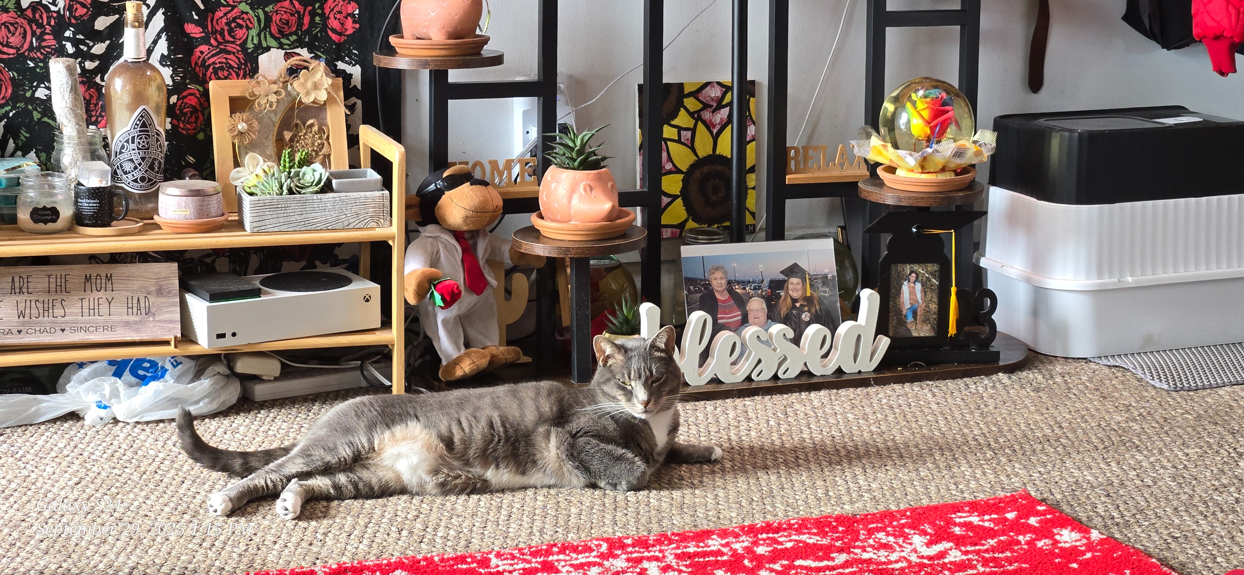 Fundraiser by Reana Wasoski : Save Socks: Urgent Medical Help Needed