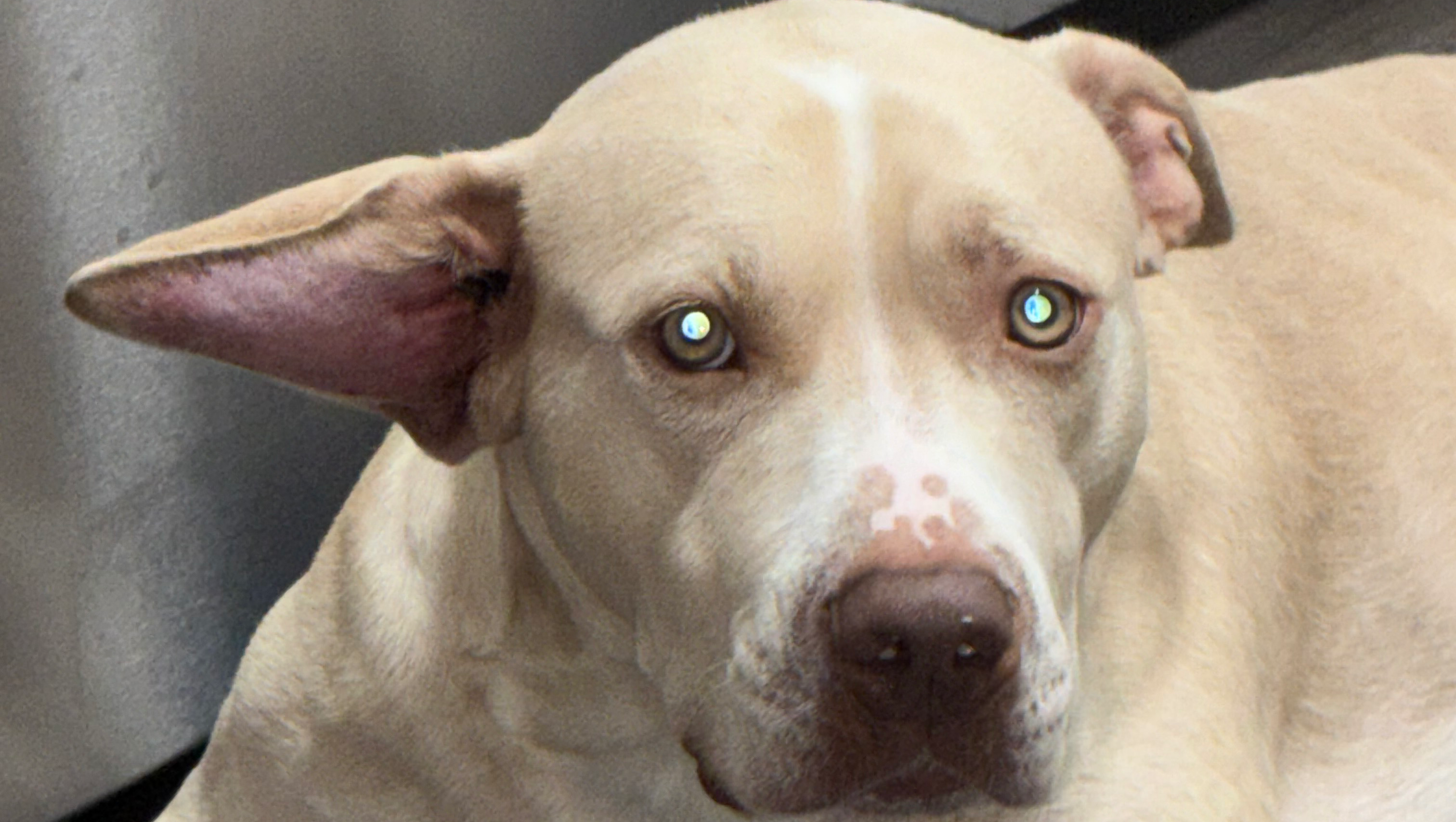 Fundraiser by Shawntia Rhodes : Help Pretty Boy Heal from Painful Ear ...