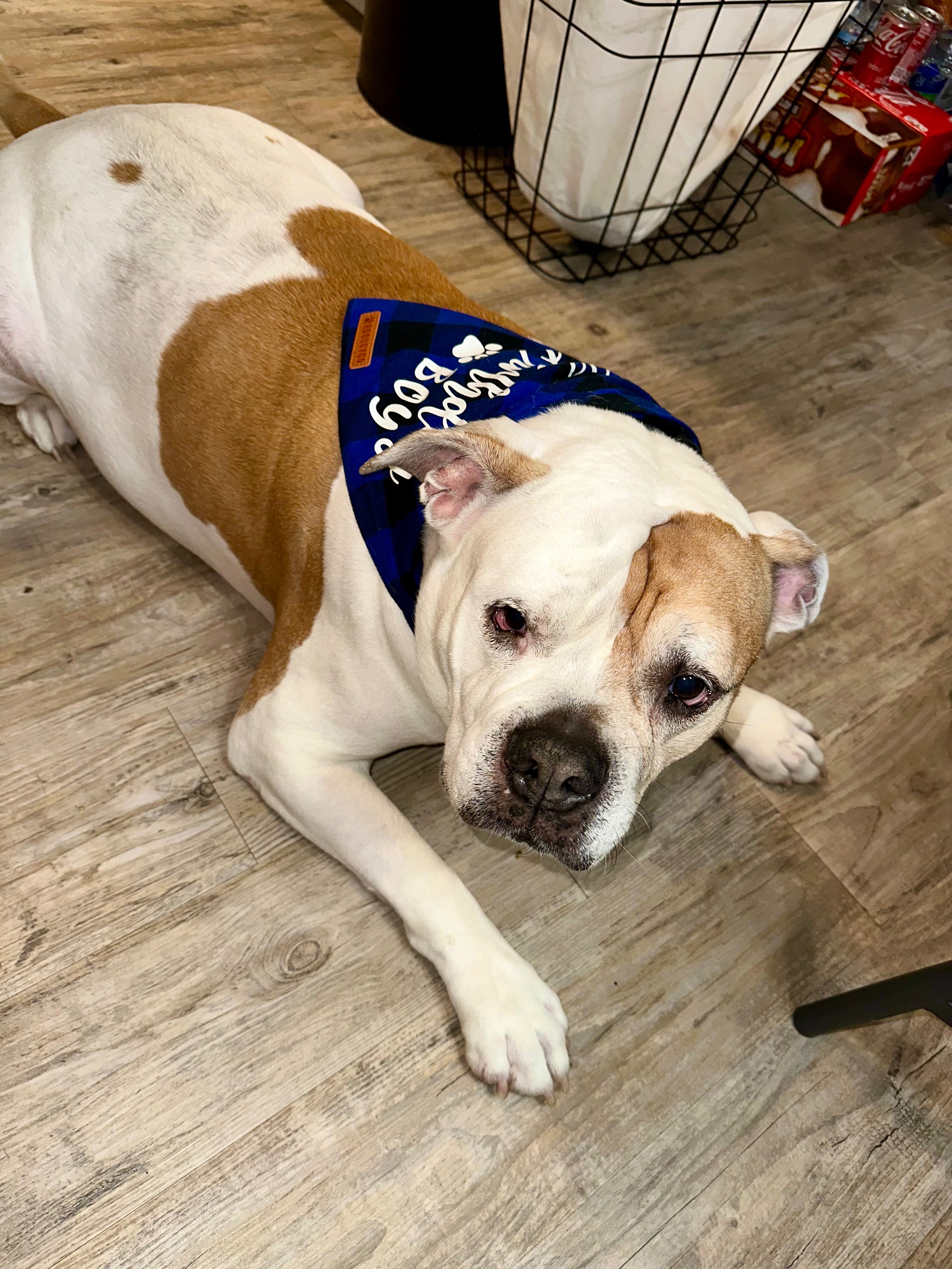 Fundraiser by Caylee Martin : Blitz’s Cancer Fund