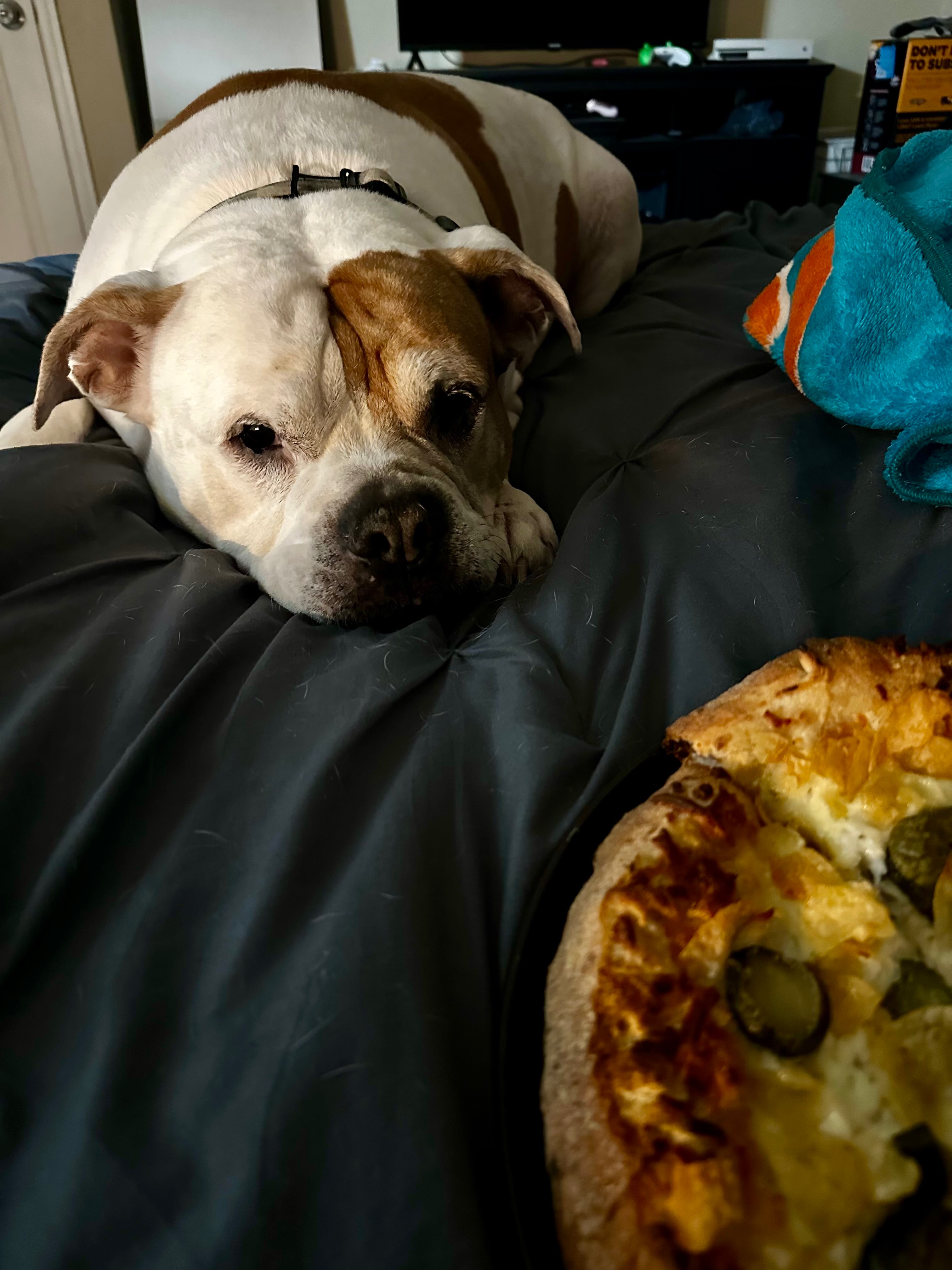 Fundraiser by Caylee Martin : Blitz’s Cancer Fund