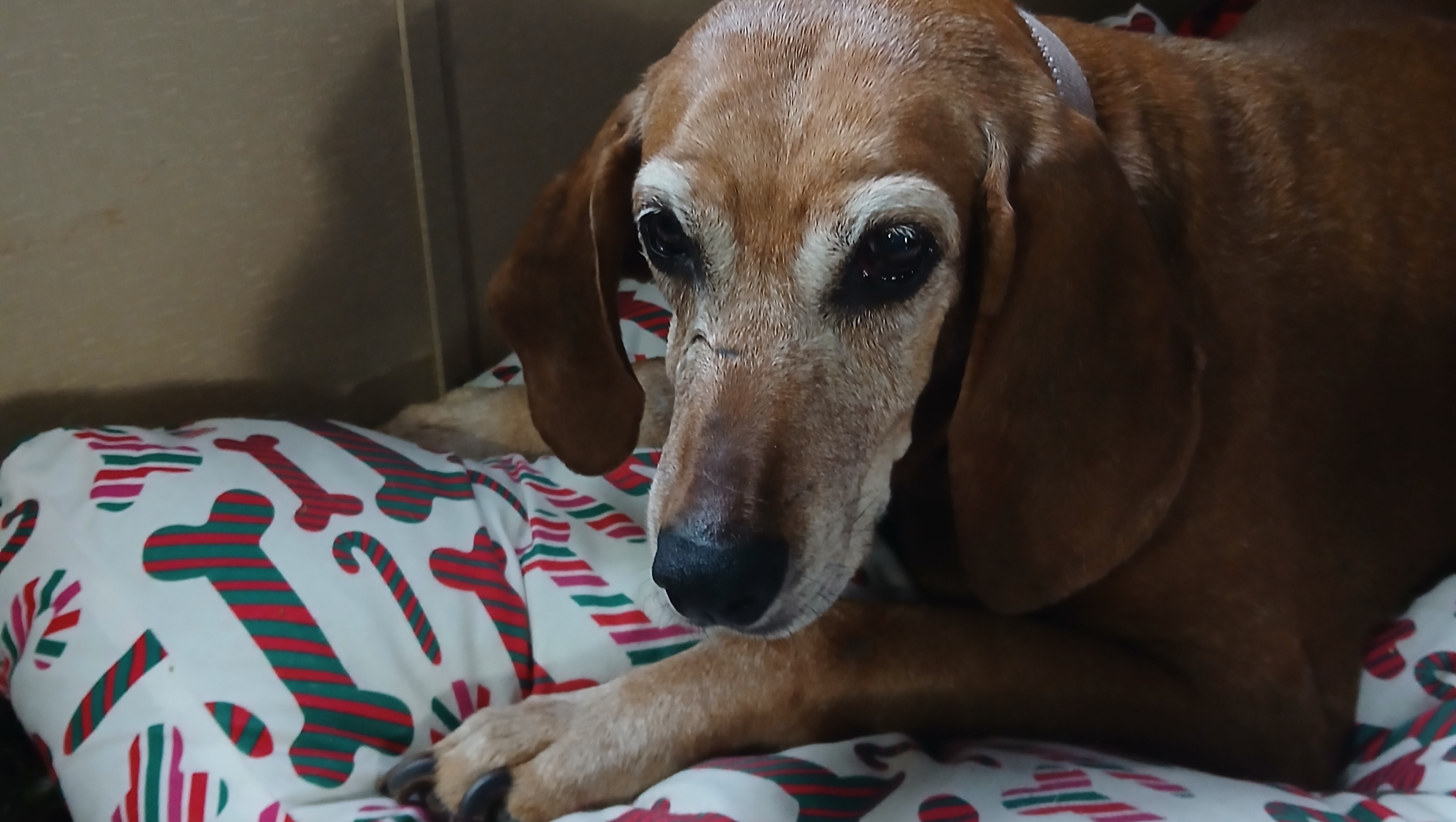 Fundraiser by Debra Duncan : Help Debra Save Bandit and Ember