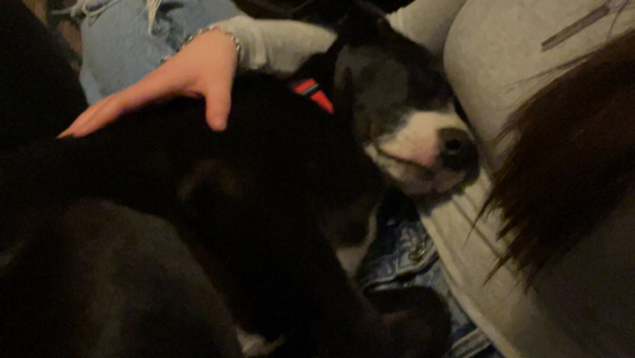 Fundraiser by april schilling : Help Our Puppy Survive: Urgent Surgery Fund