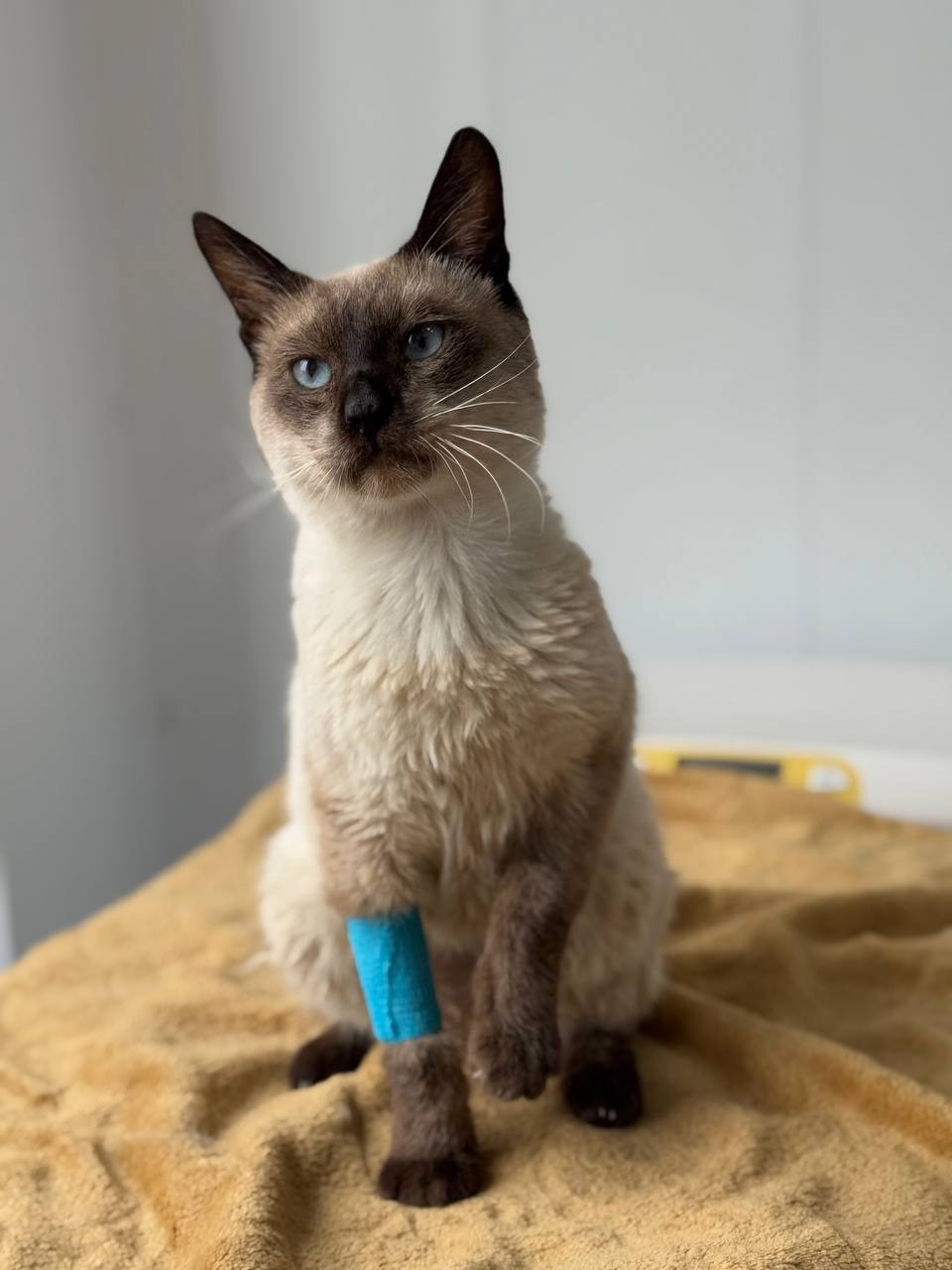 Fundraiser by Anna Samoilenko : €150 to Fly Sammy the Senior Siamese to ...