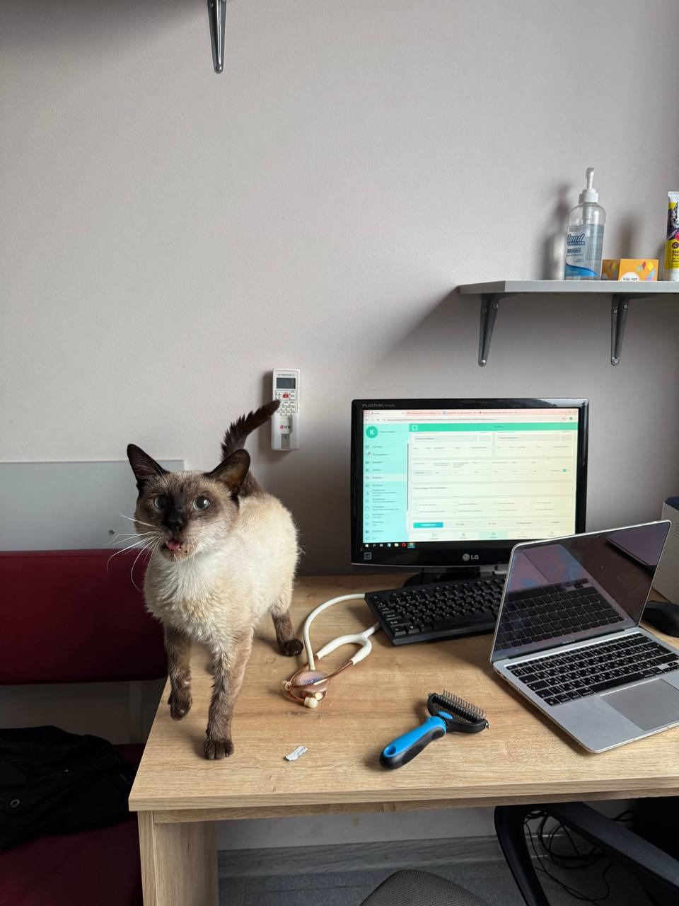 Fundraiser by Anna Samoilenko : €150 to Fly Sammy the Senior Siamese to ...