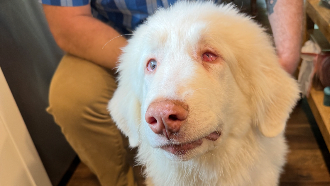 Fundraiser for Joseph Wren by Maddie Wren : Support Larry's Eye Surgery ...